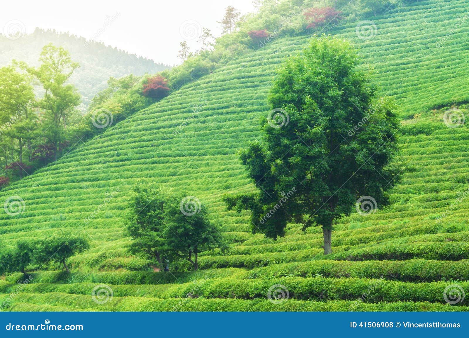 Boseong Tea Fields stock photo. Image of korea, korean - 41506908