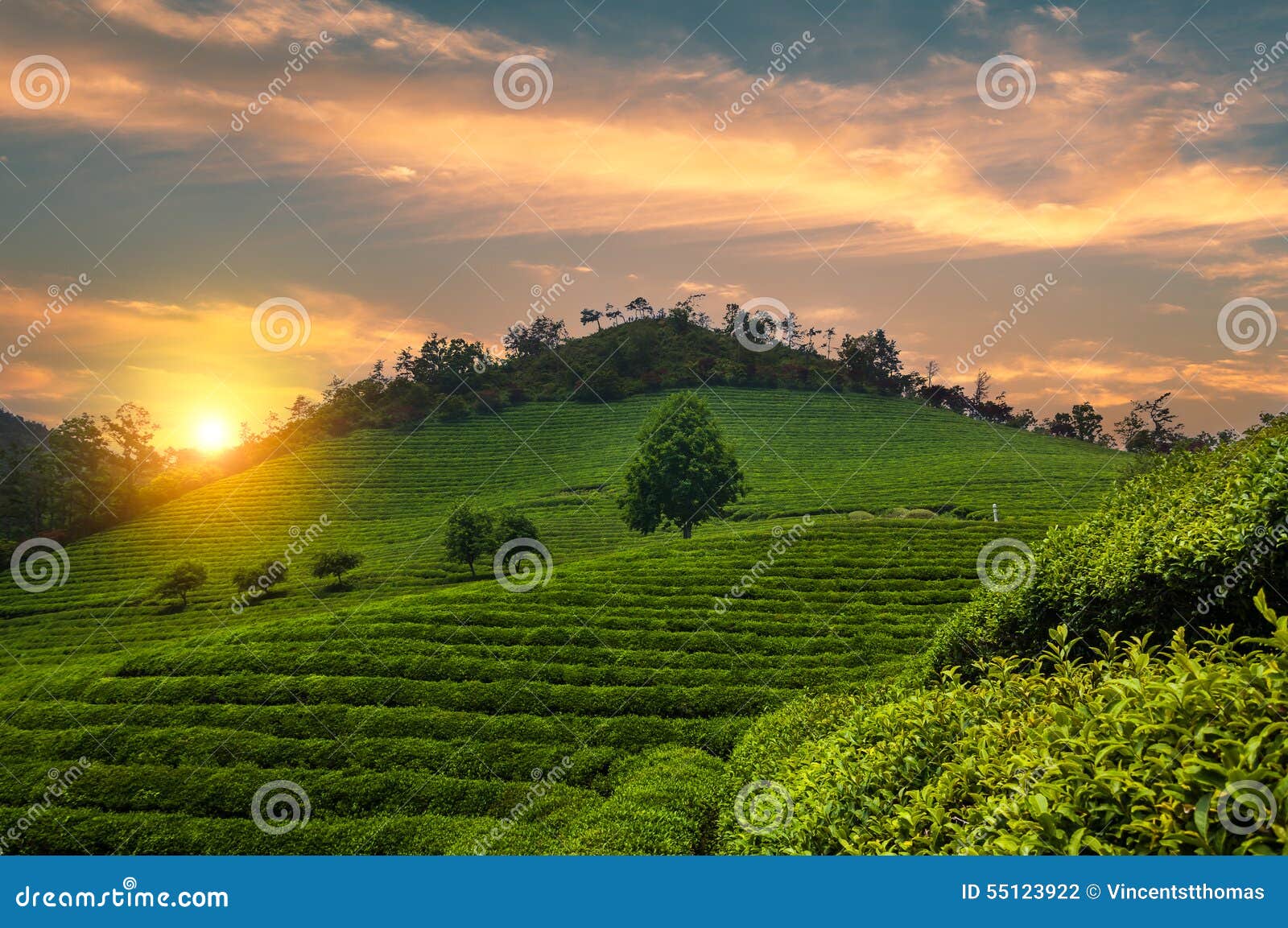 Boseong Tea Fields stock photo. Image of mountainside - 55123922