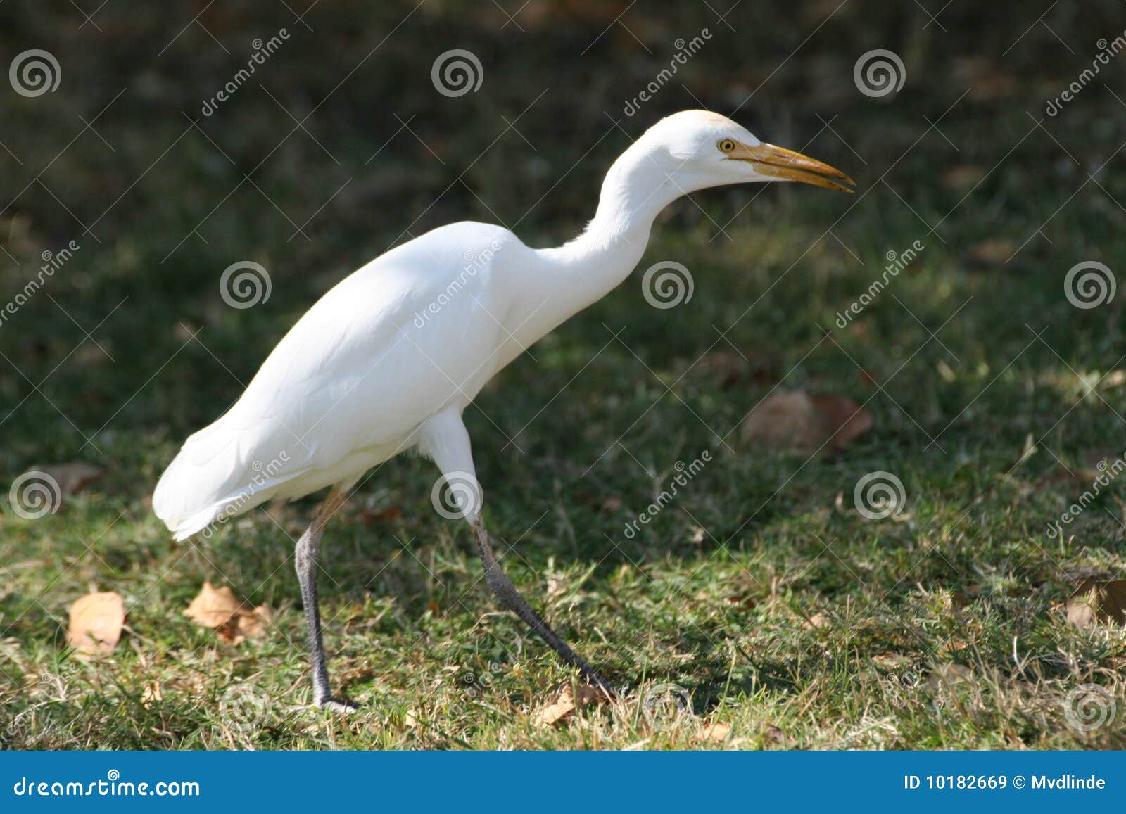 Bosluis Voel stock image. Image of white, bosluis, birds - 10182669