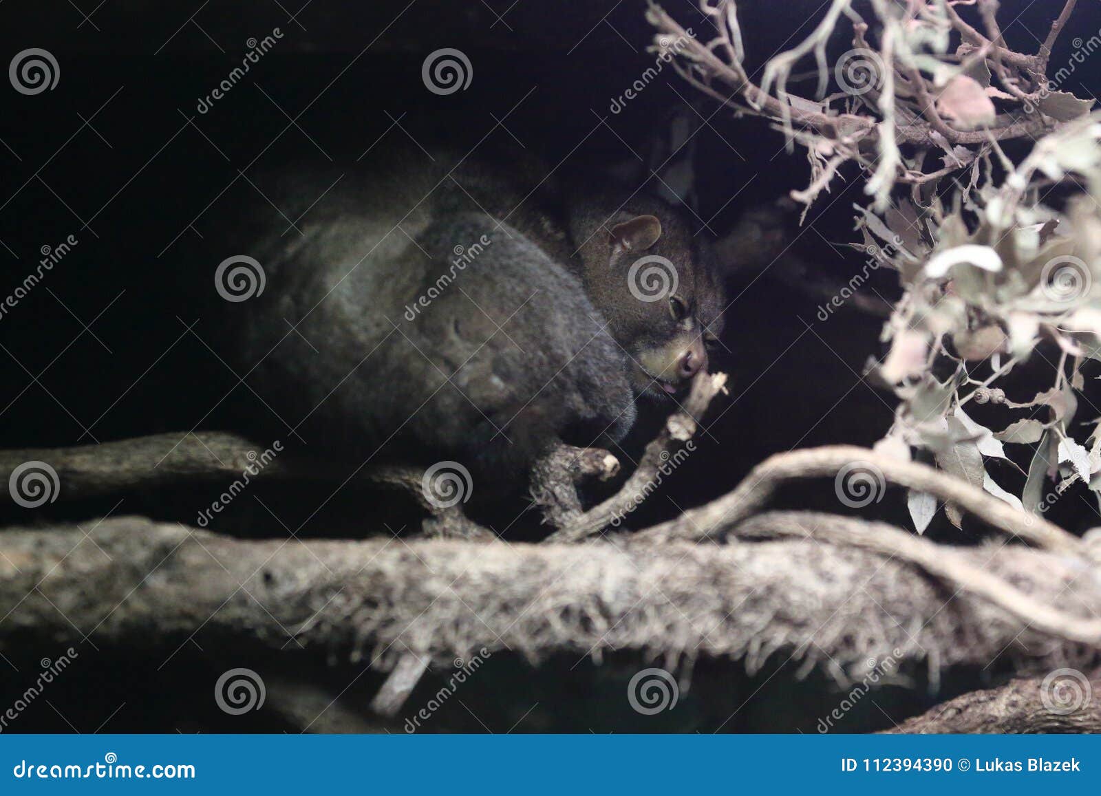 Potto stock photo. Image of primate, africa, african - 112394390