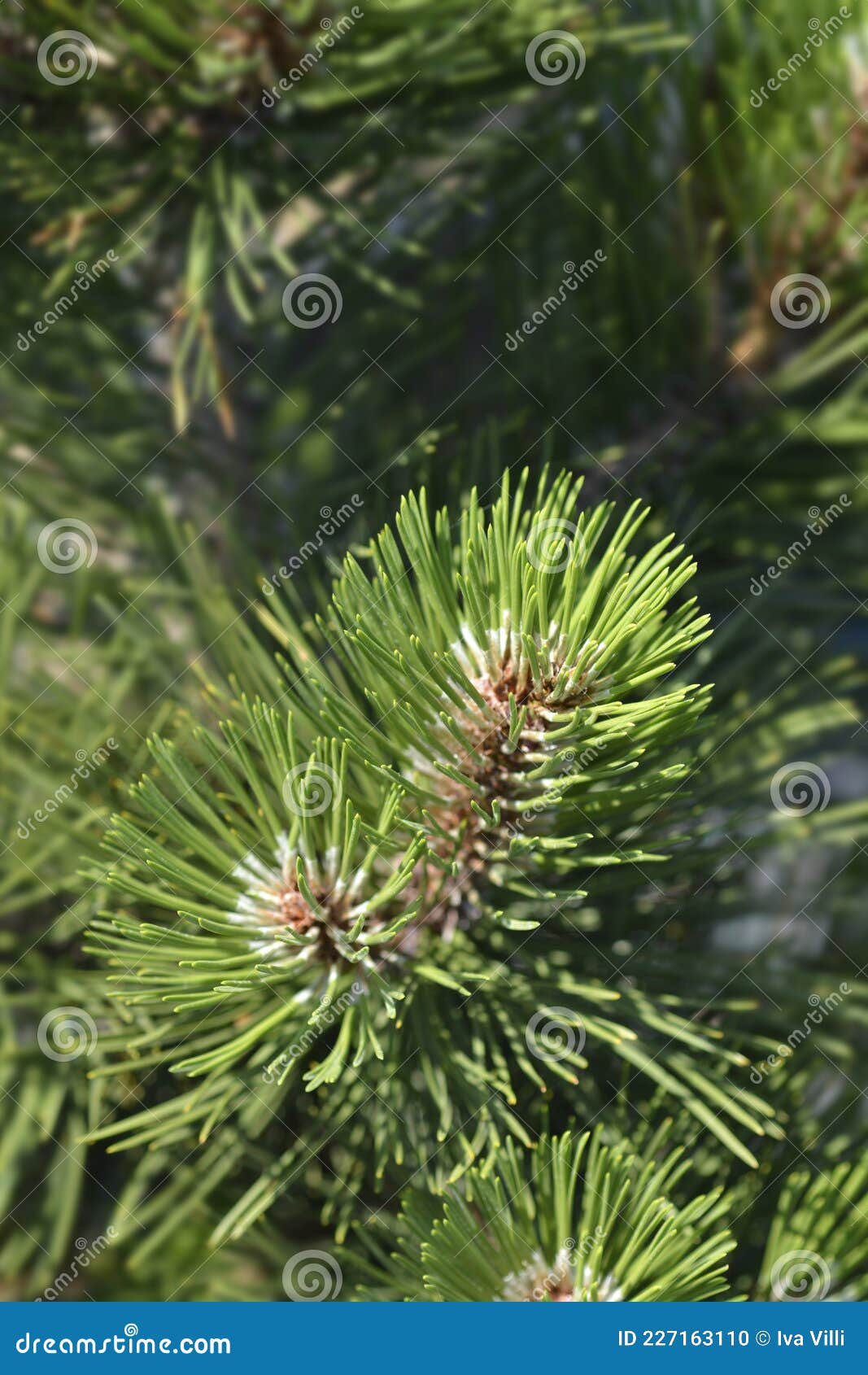 Bosnian pine Malinki stock photo. Image of pine, spring - 227163110