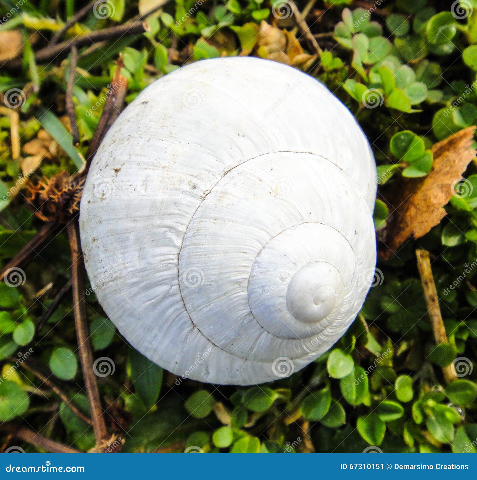 Bosnian shell stock image. Image of grass, white, nature - 67310151