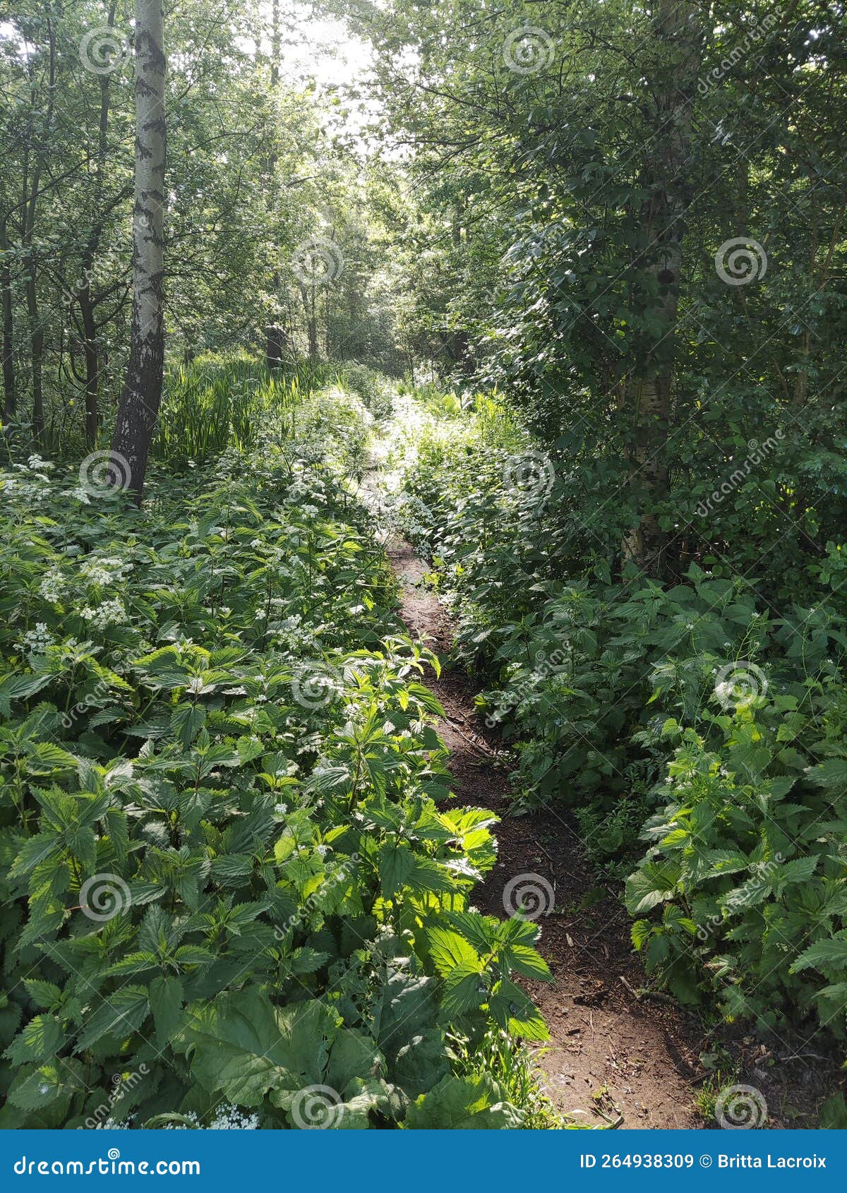Bospaadje bospad park stock image. Image of forest, garden - 264938309