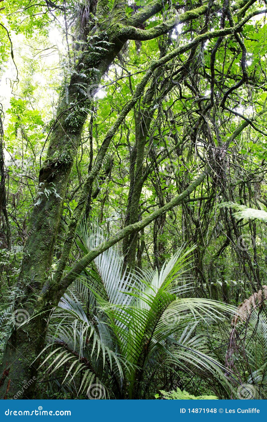 Bosque foto de archivo. Imagen de flora, fresco, exterior - 14871948