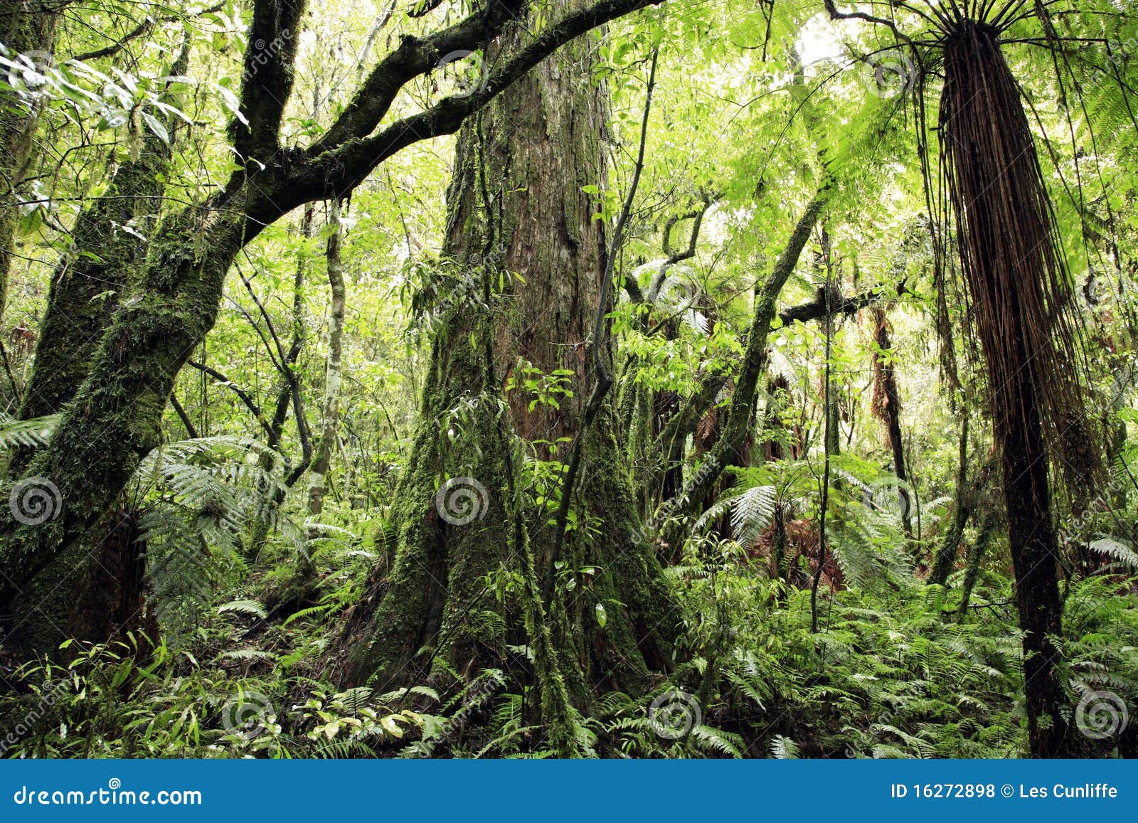 Bosque foto de archivo. Imagen de flora, fresco, bosques - 16272898