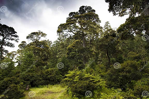 Bosque imagen de archivo. Imagen de choque, ciencia, modelos - 6515947