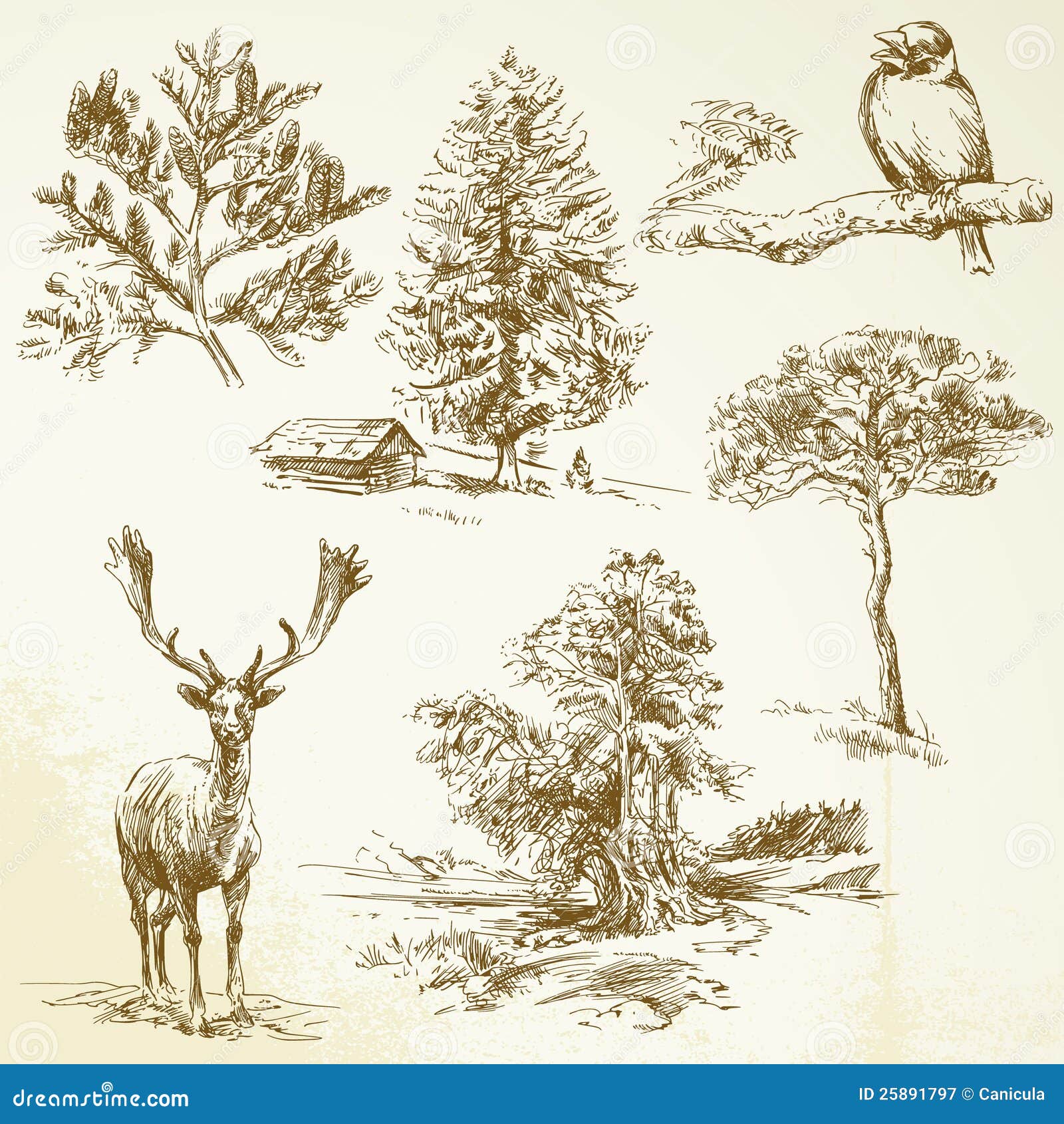 Bosque, Animales, Naturaleza Ilustración del Vector - Ilustración de ...