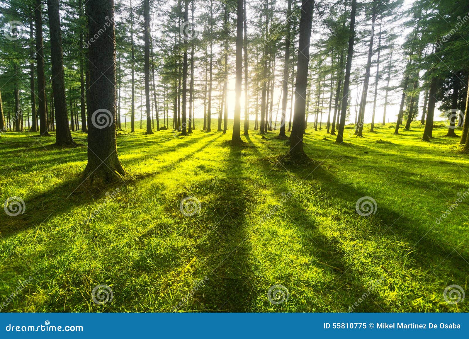Bosque asoleado imagen de archivo. Imagen de rayos, vigas - 55810775