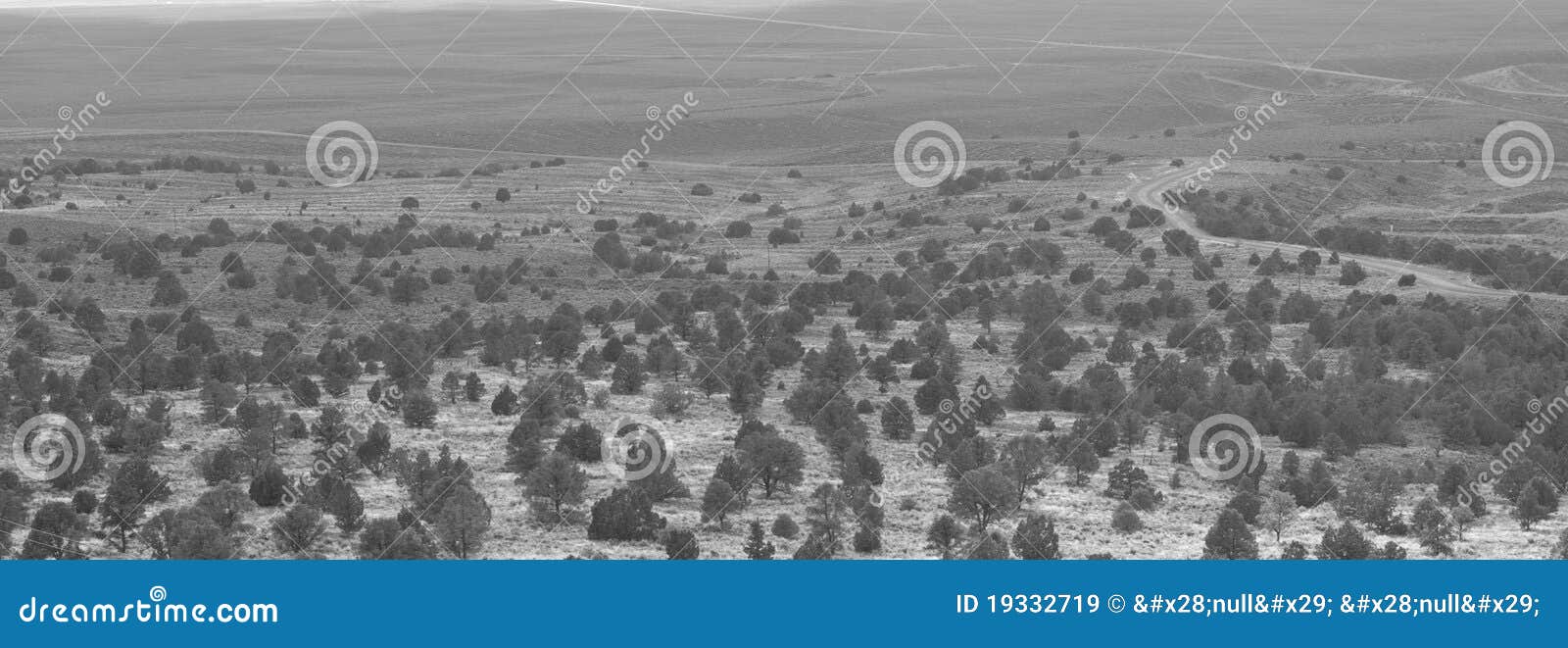 Bosque blanco y negro imagen de archivo. Imagen de paisaje - 19332719