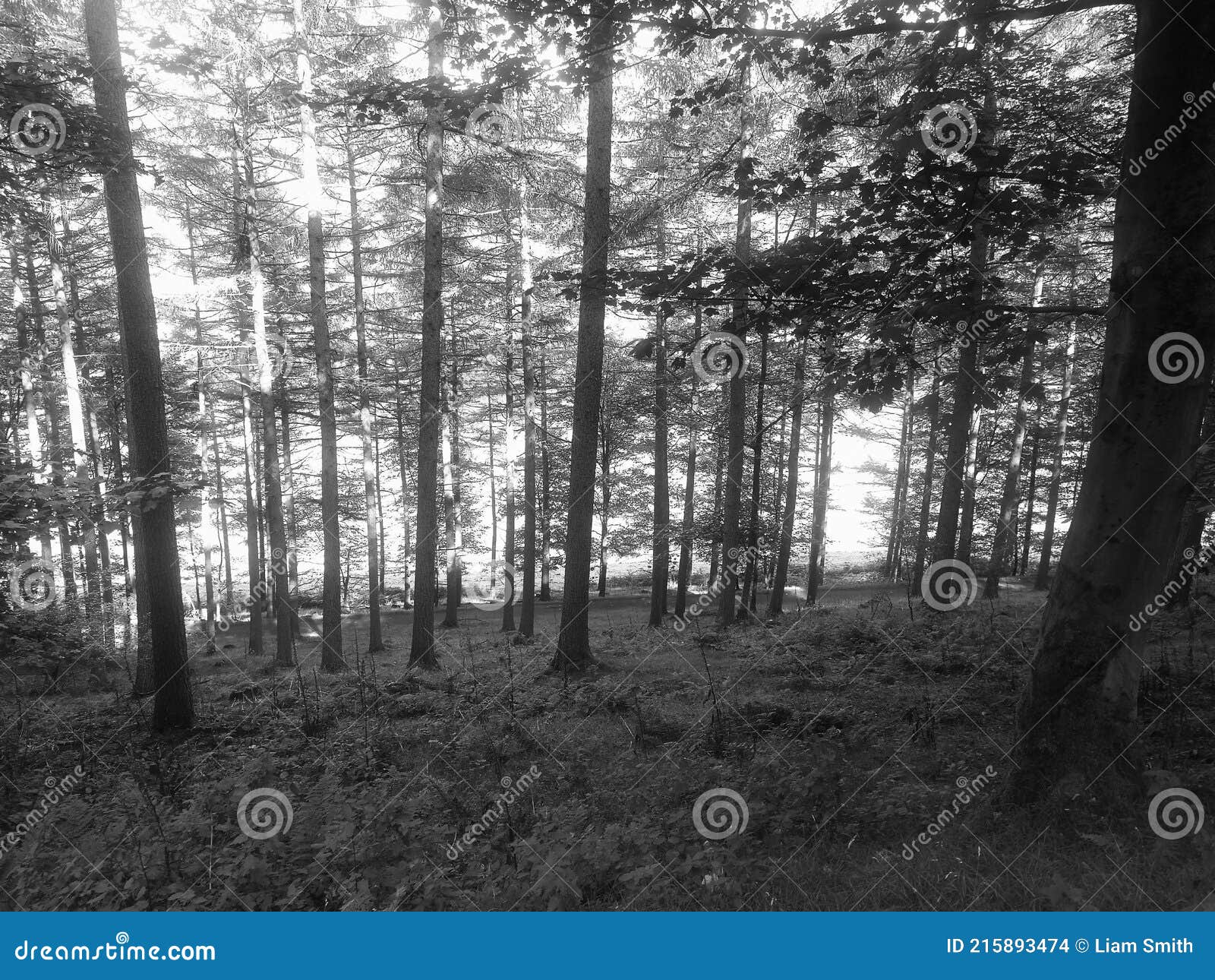 Bosque blanco y negro foto de archivo. Imagen de bosque - 215893474