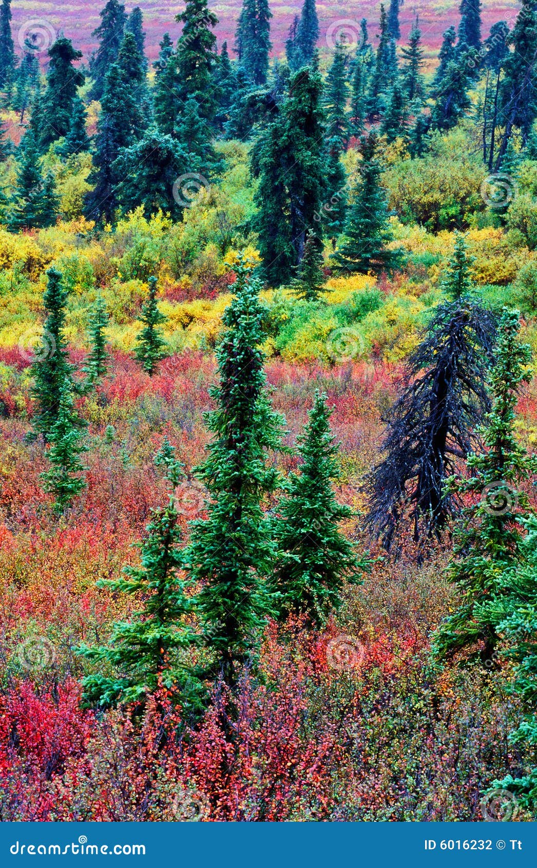Bosque boreal foto de archivo. Imagen de brezo, taiga - 6016232