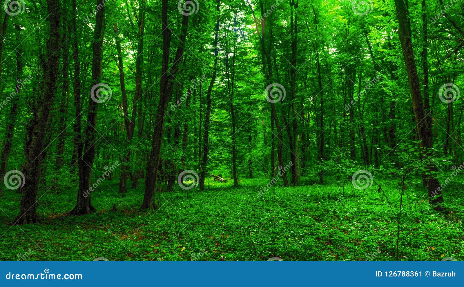 Bosque Brillantemente Verde Imagen de archivo - Imagen de paisaje ...