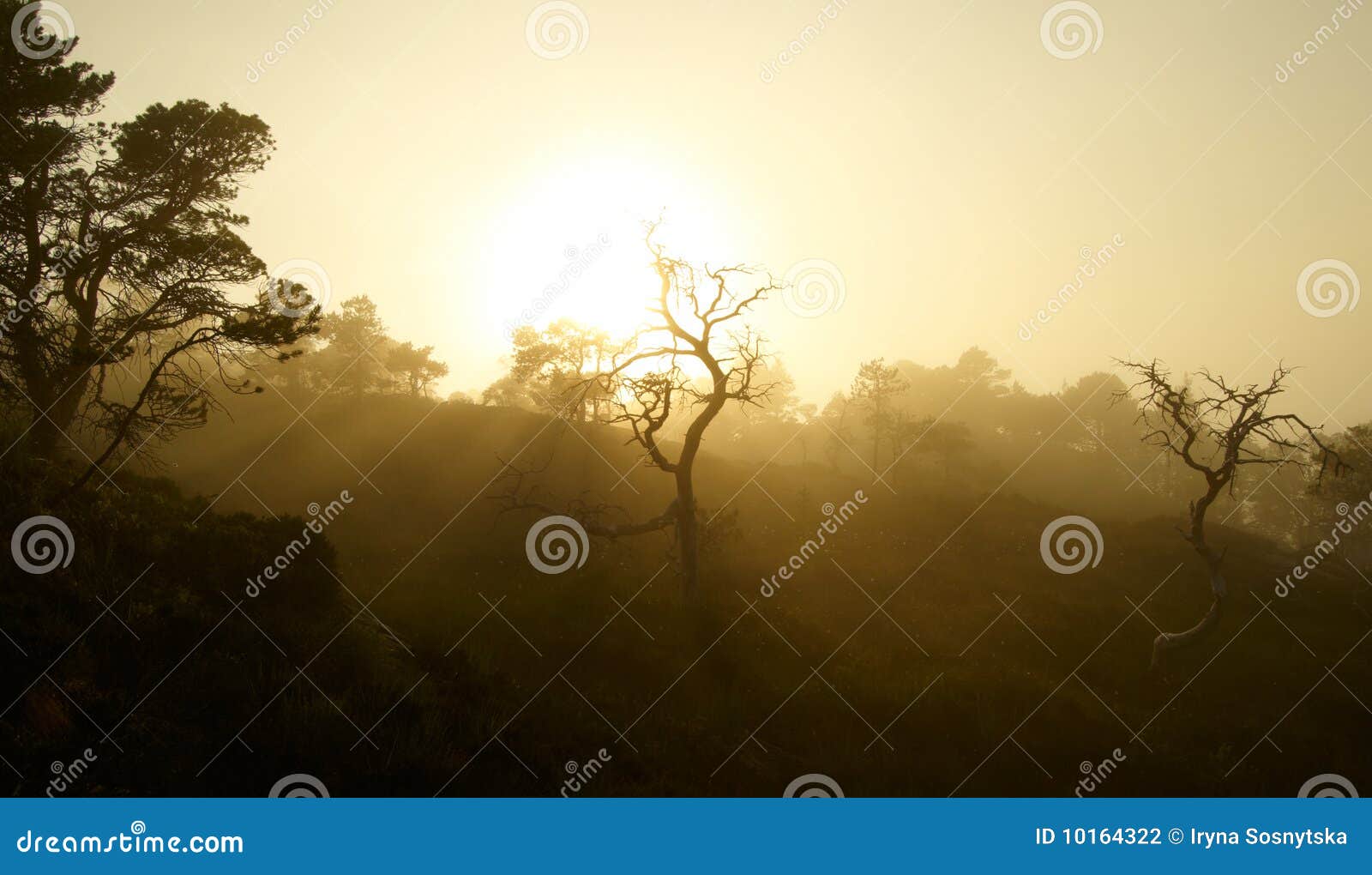 Bosque brumoso foto de archivo. Imagen de hoja, hermoso - 10164322