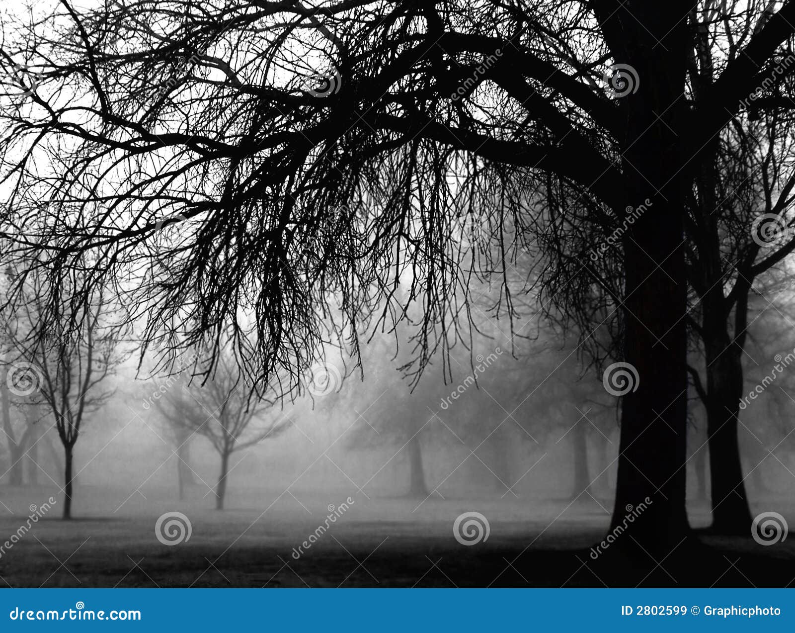 Bosque brumoso imagen de archivo. Imagen de negro, blanco - 2802599