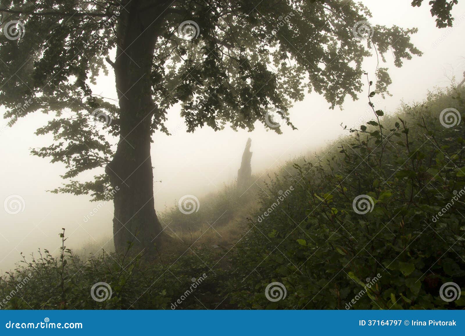 Bosque brumoso imagen de archivo. Imagen de carril, brillante - 37164797