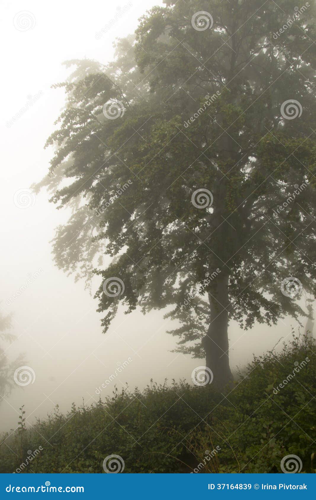 Bosque brumoso imagen de archivo. Imagen de magia, hierba - 37164839
