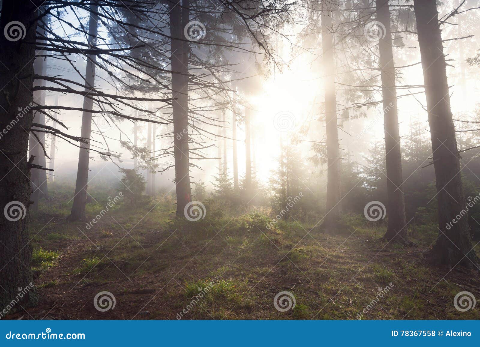 Bosque brumoso foto de archivo. Imagen de bosque, encantado - 78367558