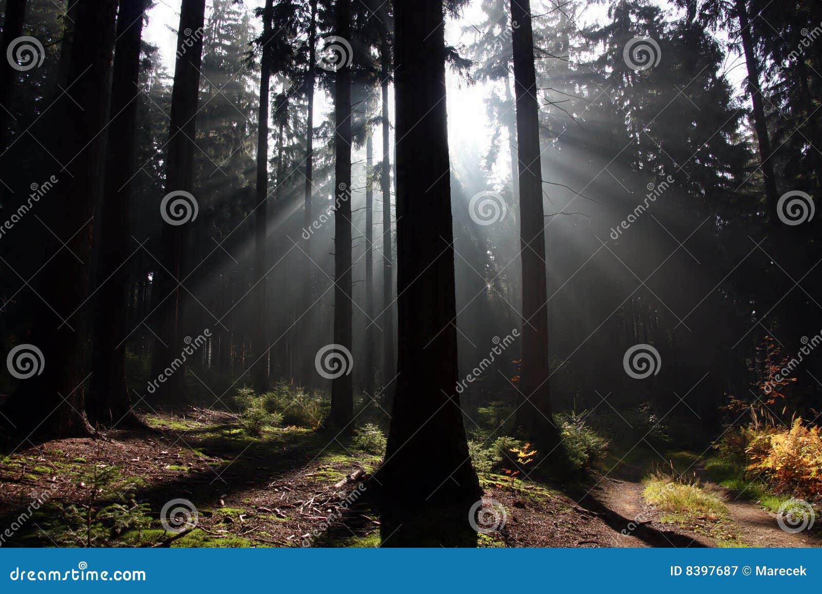 Bosque brumoso imagen de archivo. Imagen de hermoso, ambiente - 8397687