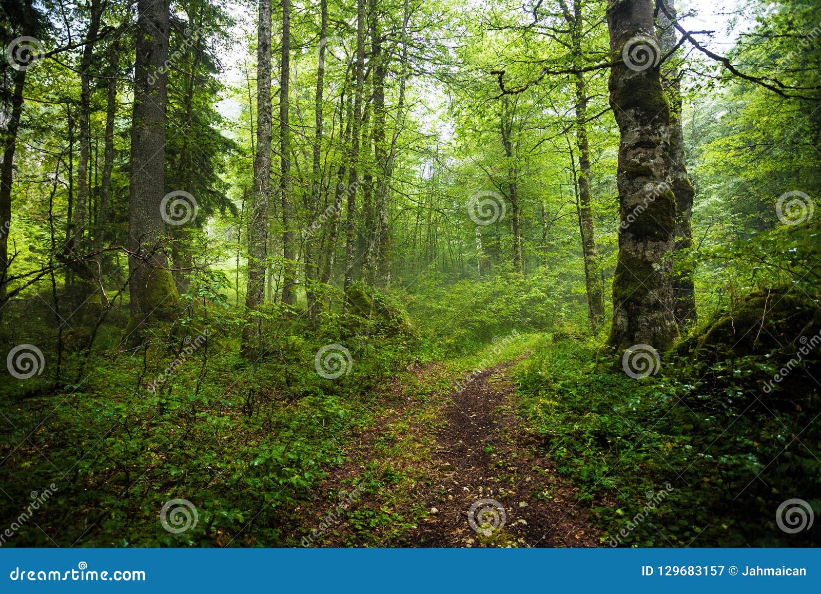 Bosque Brumoso Que Sorprende Imagen de archivo - Imagen de cubo ...