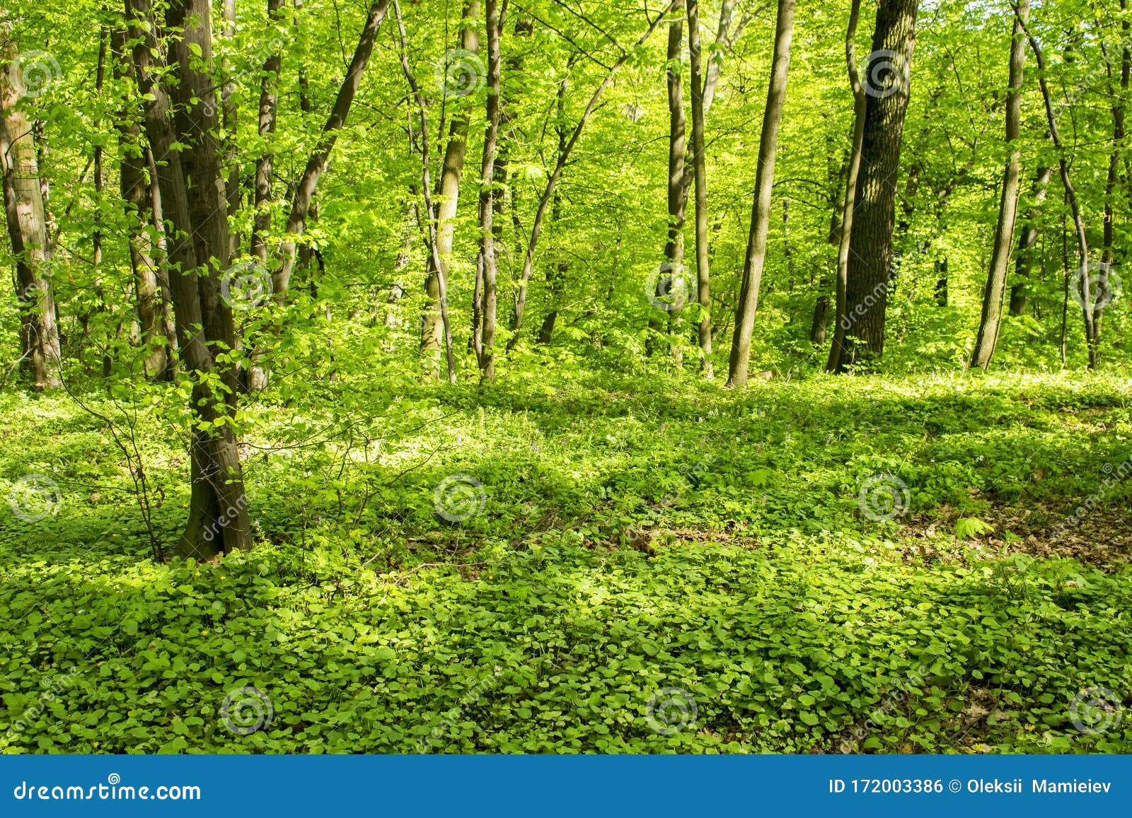Bosque Caducifolio En Primavera Foto de archivo - Imagen de bosque ...