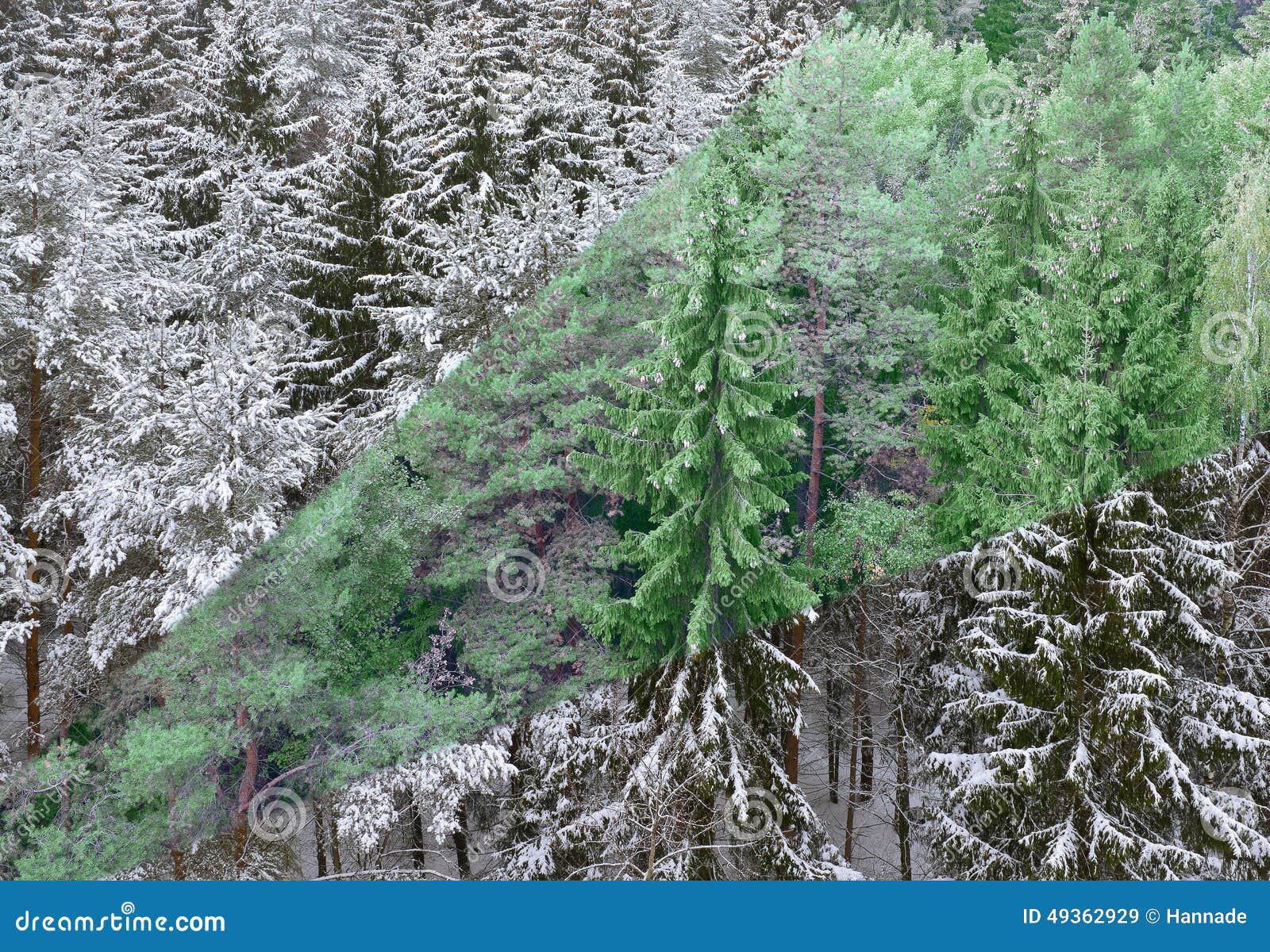Bosque-collage imagen de archivo. Imagen de invierno - 49362929