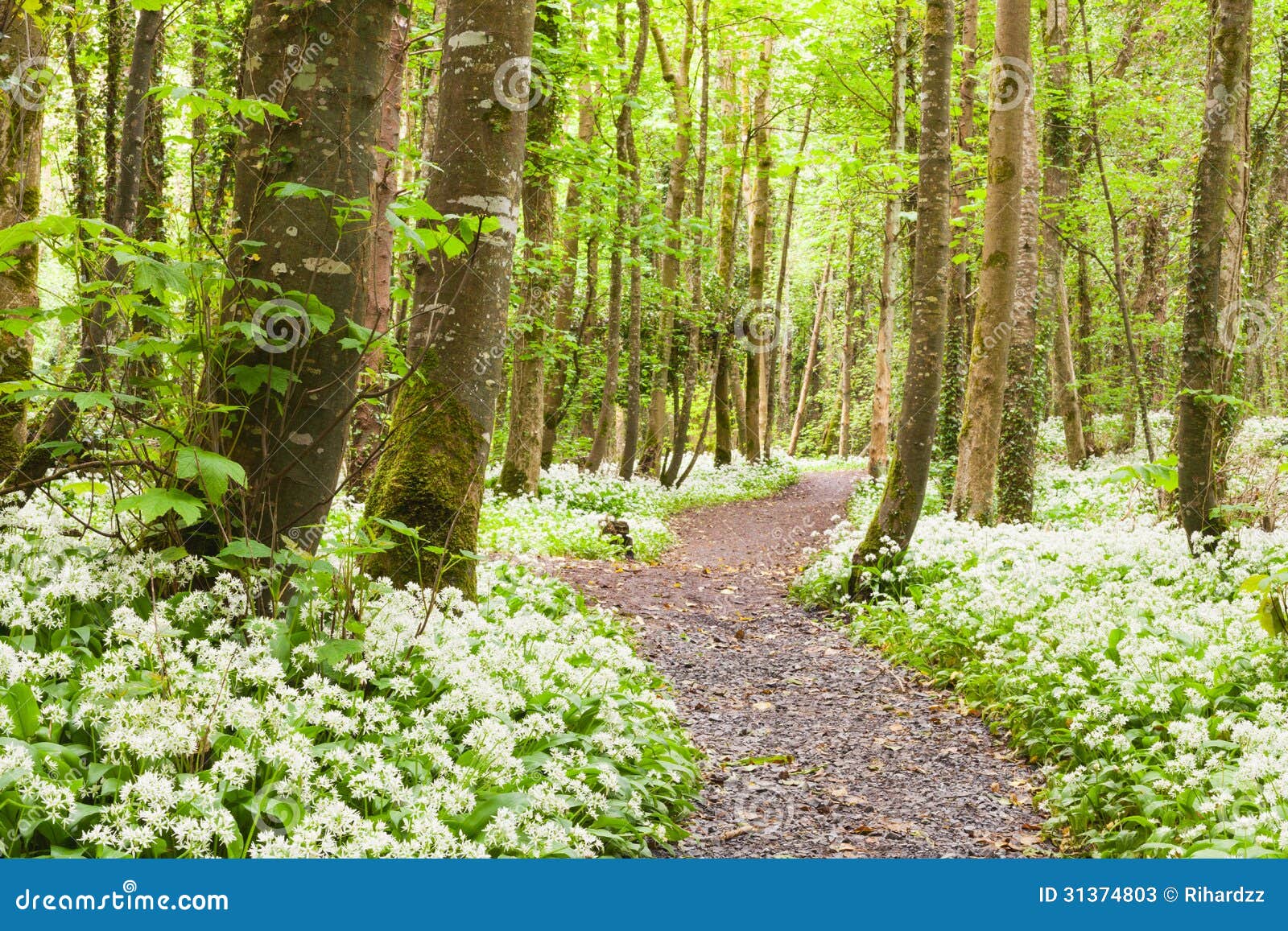 Bosque Con Las Flores Blancas. Imagen de archivo - Imagen de carril ...
