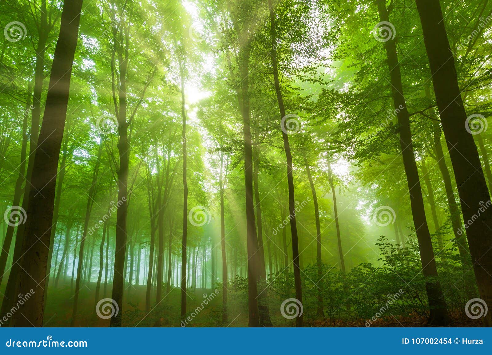 Bosque Con Los Rayos Del Sol Foto de archivo - Imagen de maderas ...