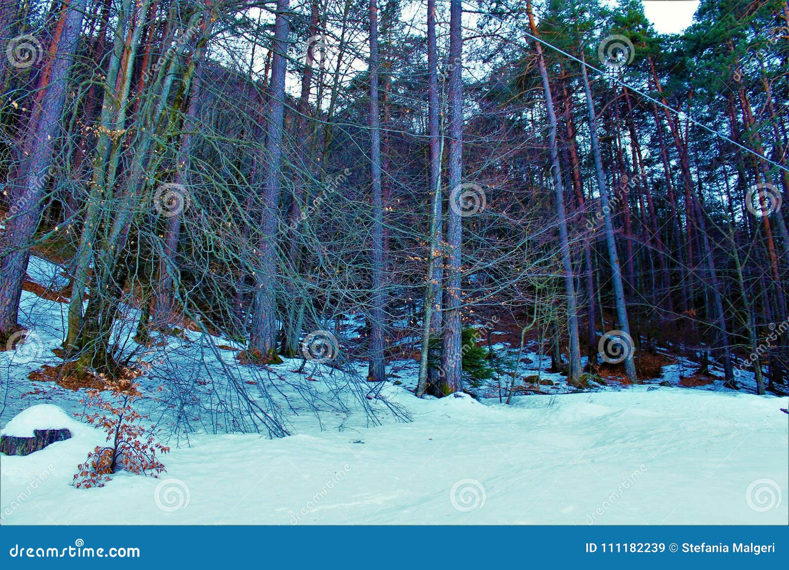 Bosque con nieve imagen de archivo. Imagen de rastro - 111182239
