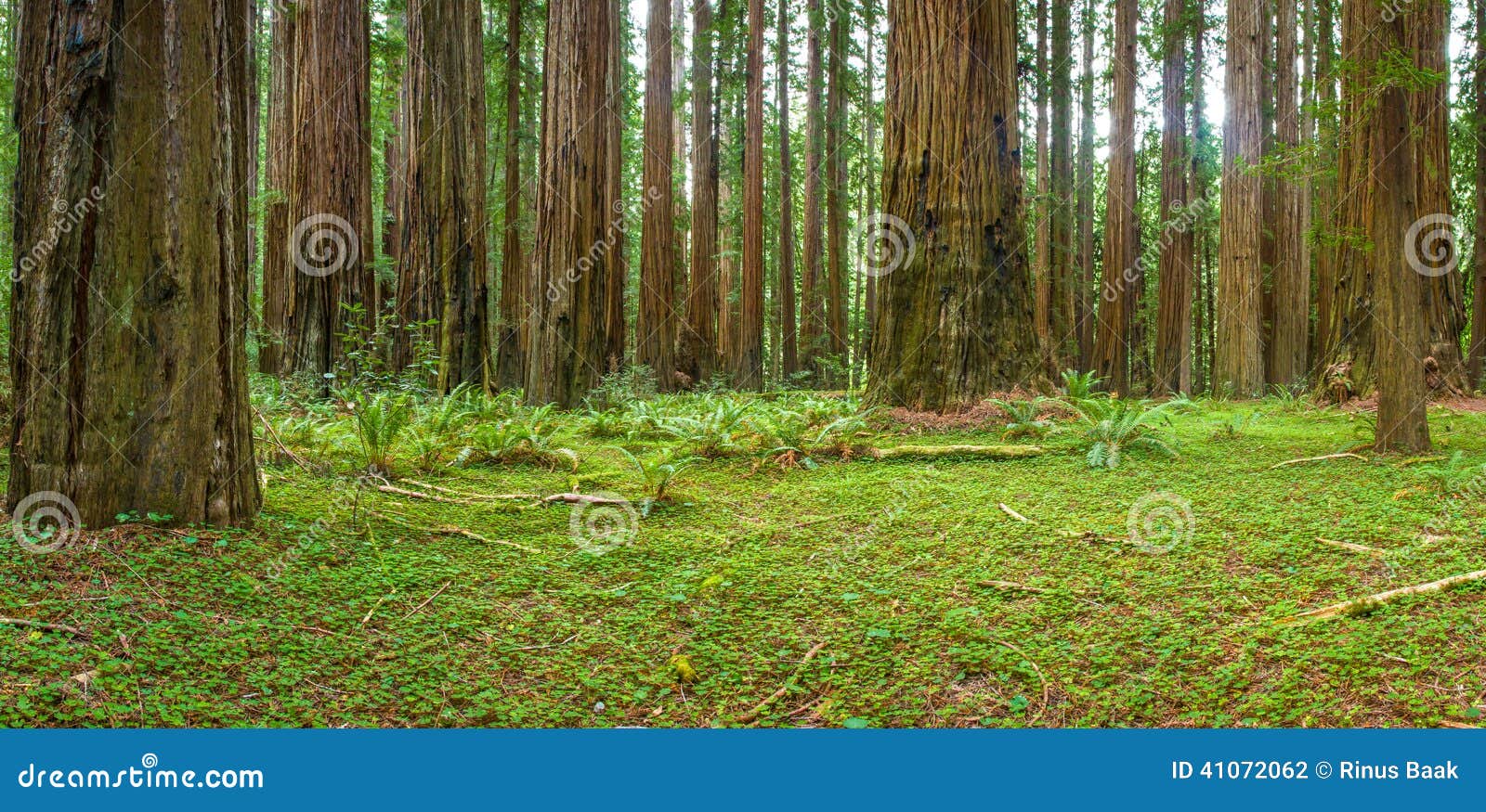 Bosque Costero De La Secoya Foto de archivo - Imagen de planta, madera ...