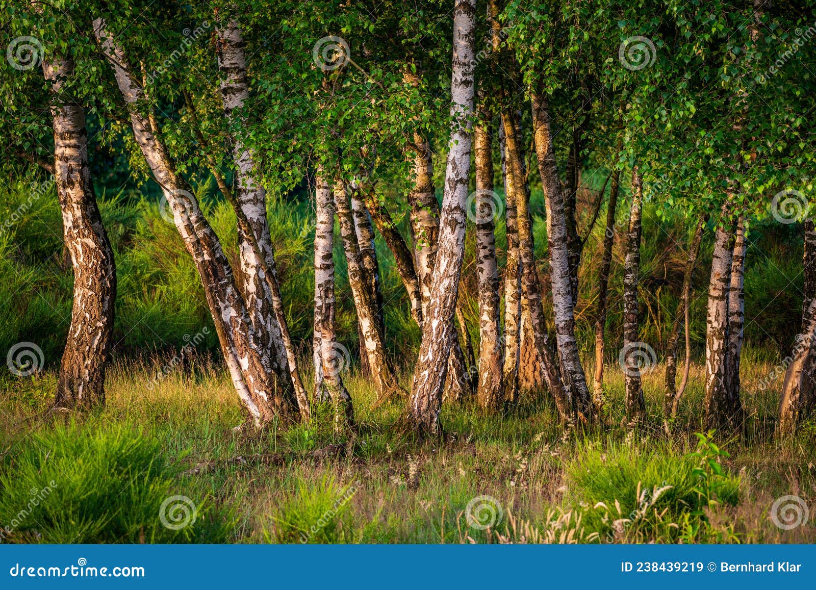 Bosque De Abedules Verdes Al Amanecer. Imagen de archivo - Imagen de ...