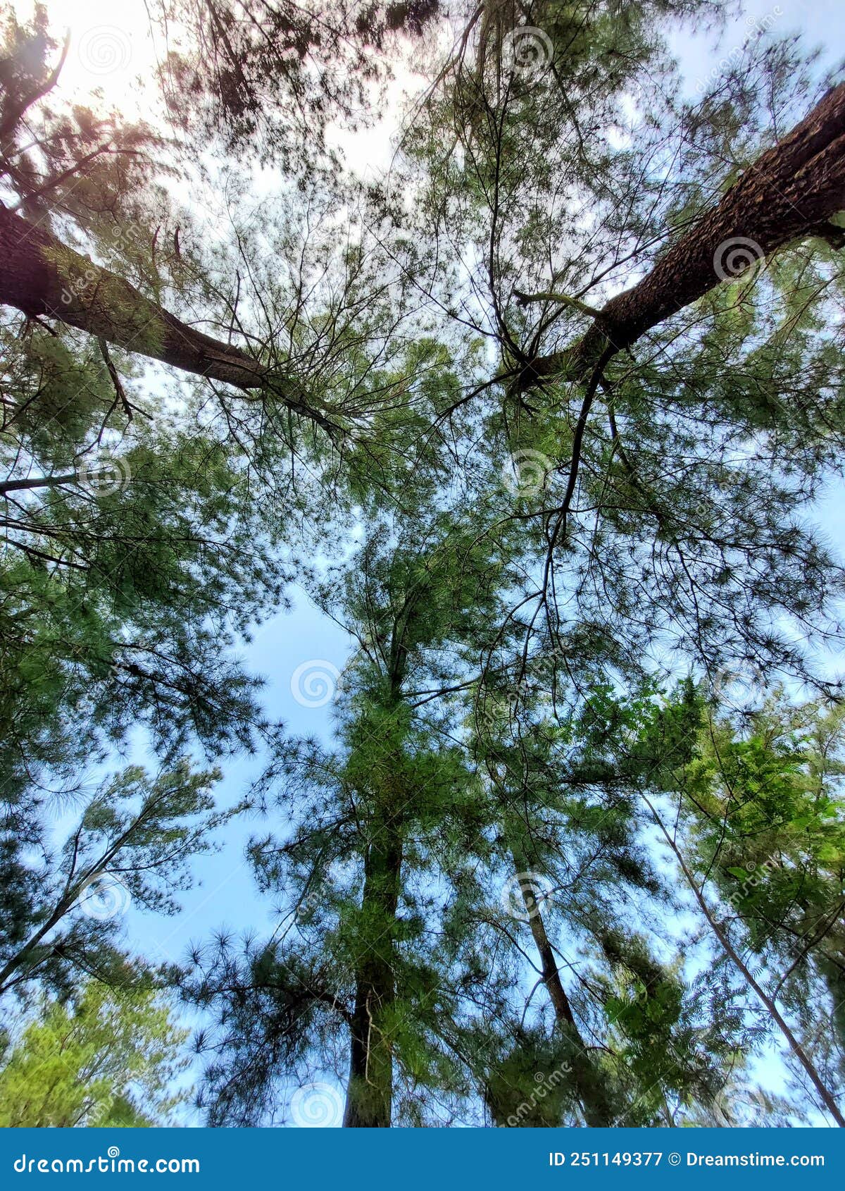 Bosque de abetos imagen de archivo. Imagen de selva - 251149377