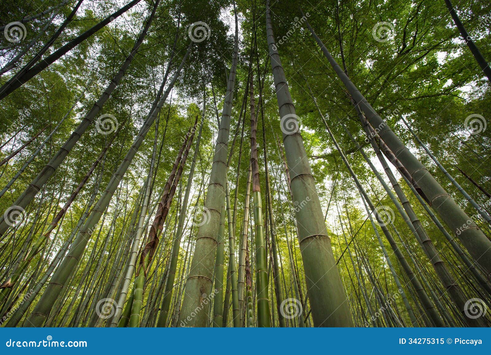 Bosque De Bambú En Hangzhou, China Imagen de archivo - Imagen de color ...