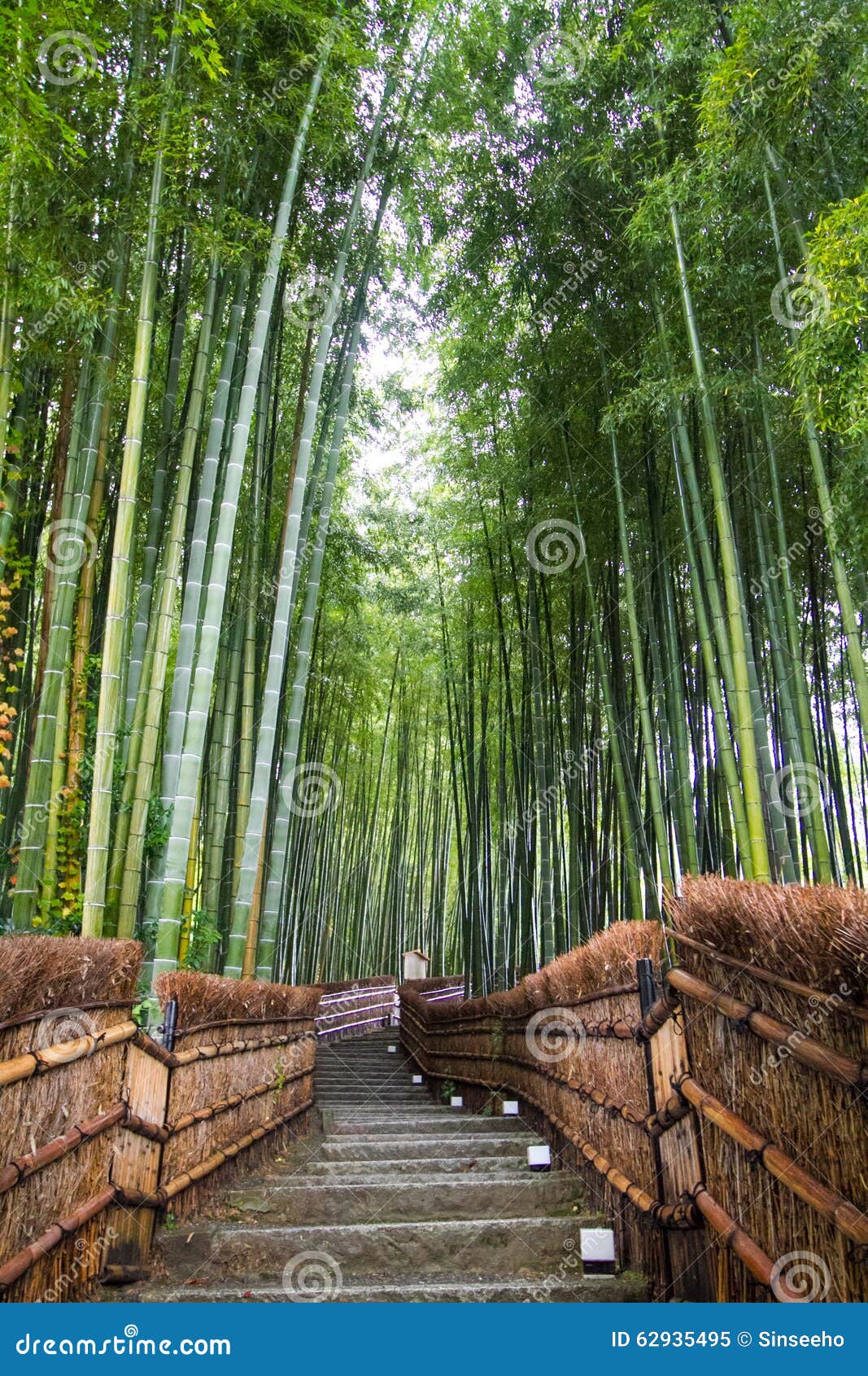 Bosque De Bambu Em Kyoto Japão Imagem de Stock - Imagem de turismo ...
