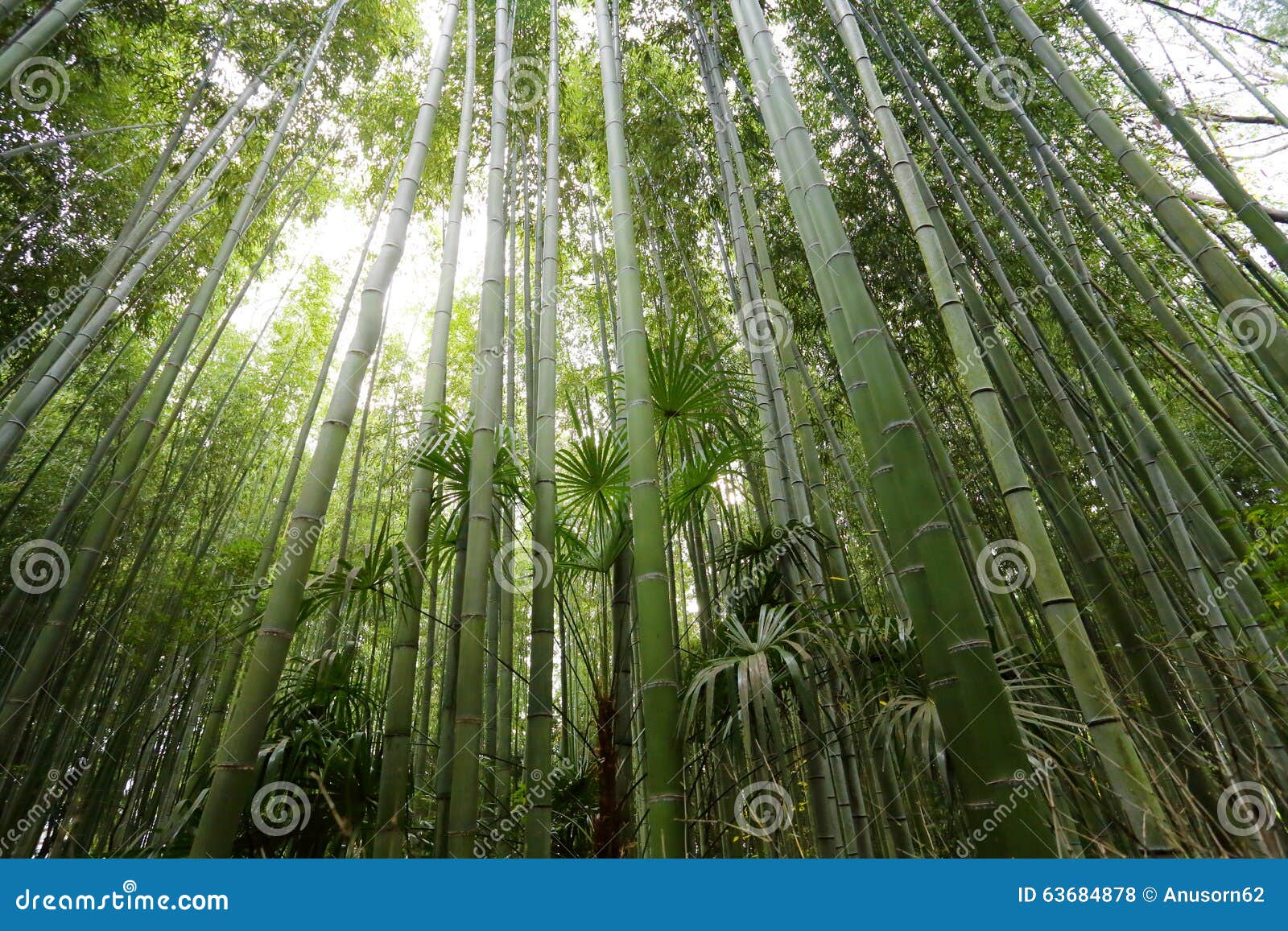 Bosque De Bambu, Floresta De Bambu Em Arashiyama, Kyoto Foto de Stock ...