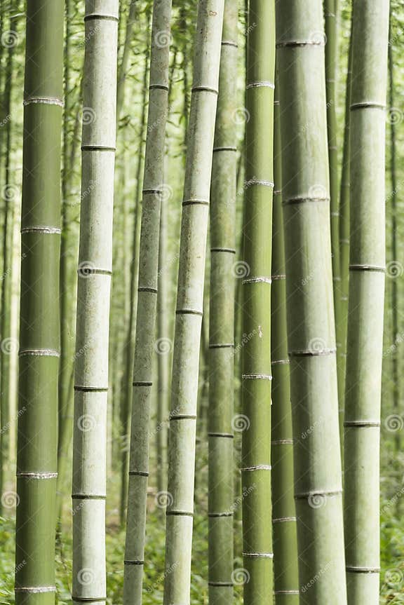 Bosque De Bambu Japão De Arashiyama Imagem de Stock - Imagem de japonês ...