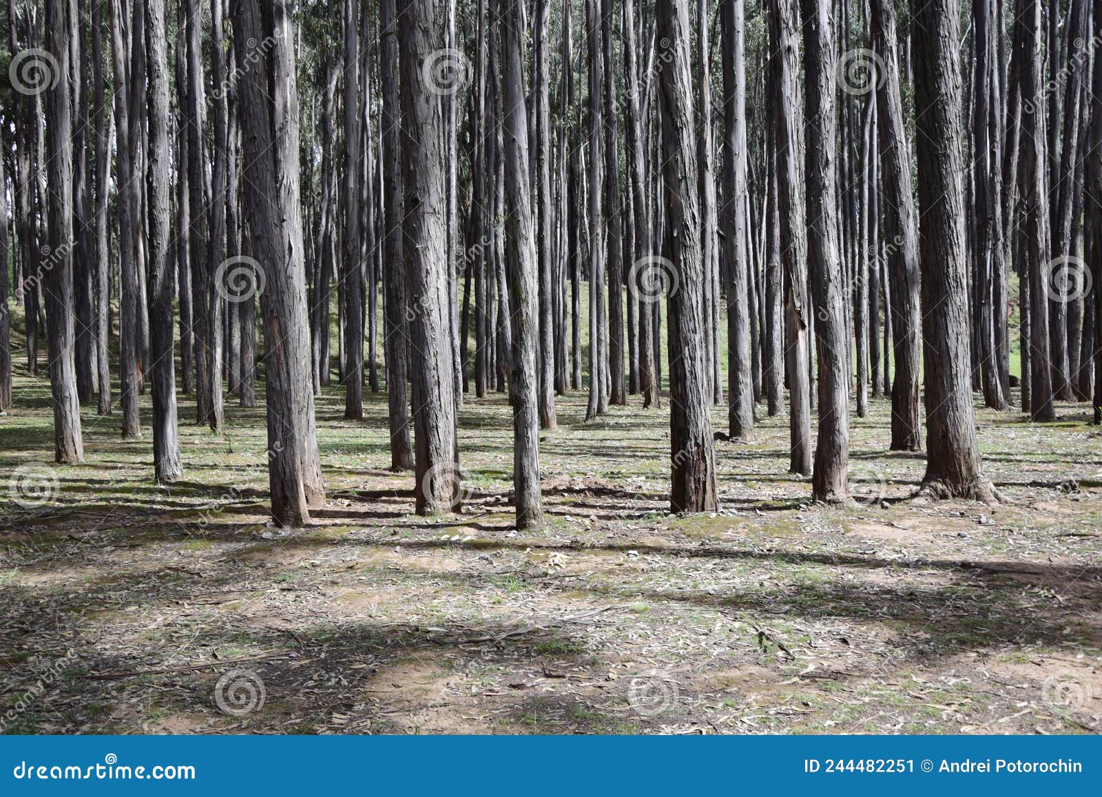 Bosque De Eucalipto En El Complejo Arqueológico De Qenqo En Cusco Peru Imagen de archivo ...