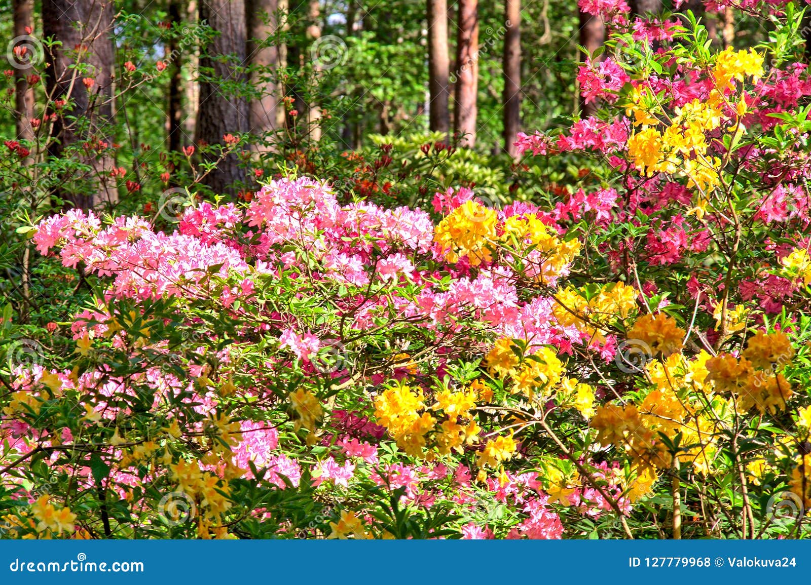 Bosque de flores foto de archivo. Imagen de belleza - 127779968