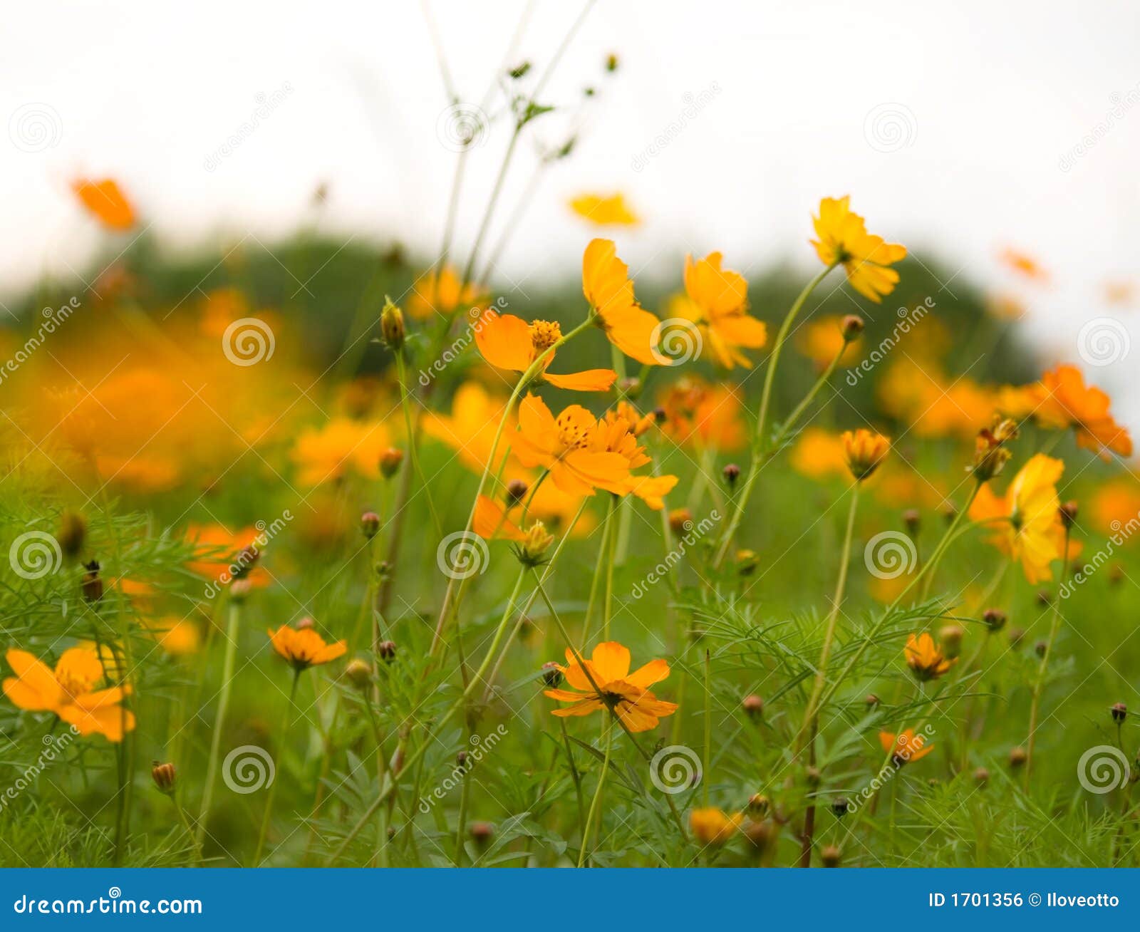 Bosque de flores foto de archivo. Imagen de horizonte - 1701356