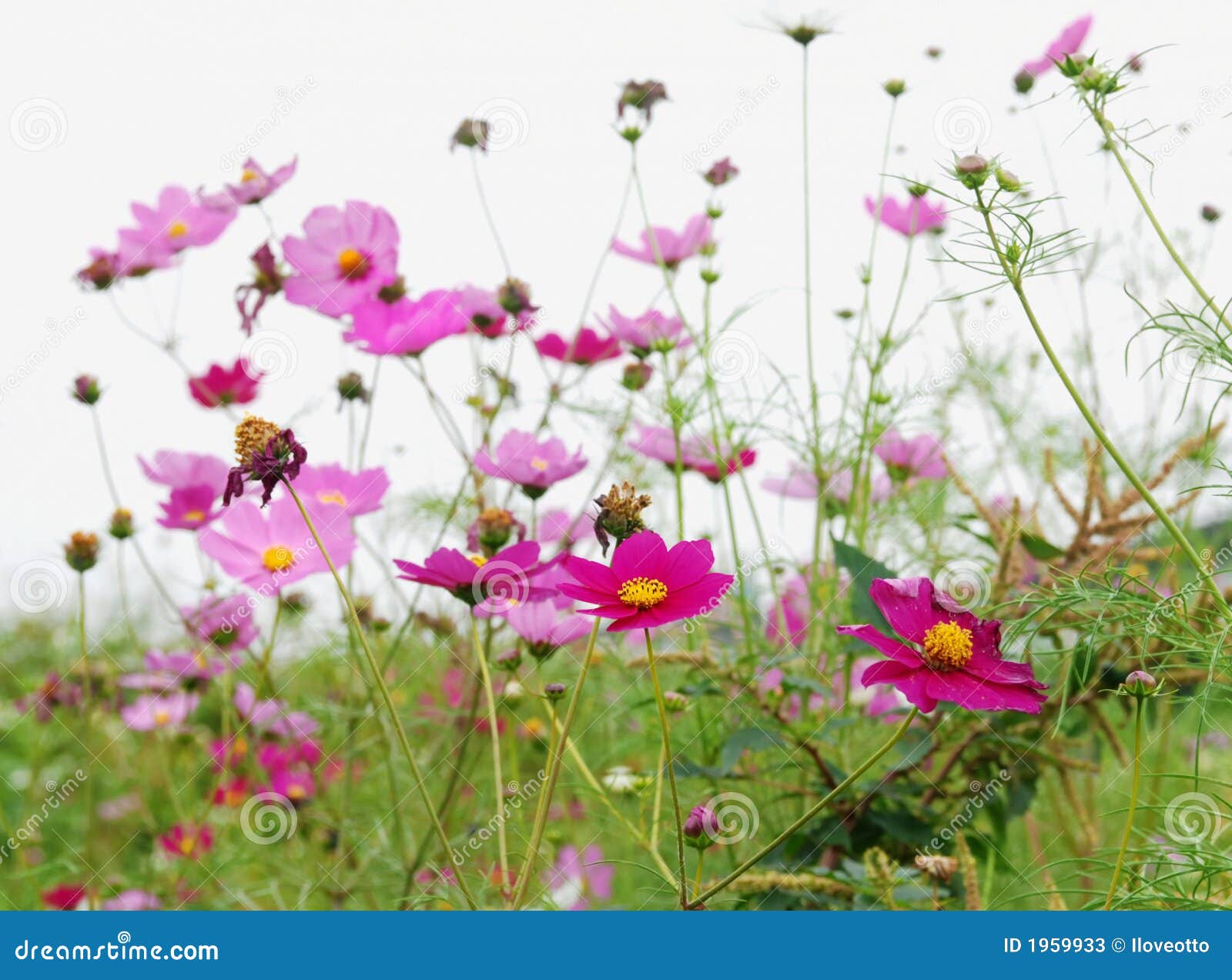 Bosque de flores imagen de archivo. Imagen de multiplicidad - 1959933