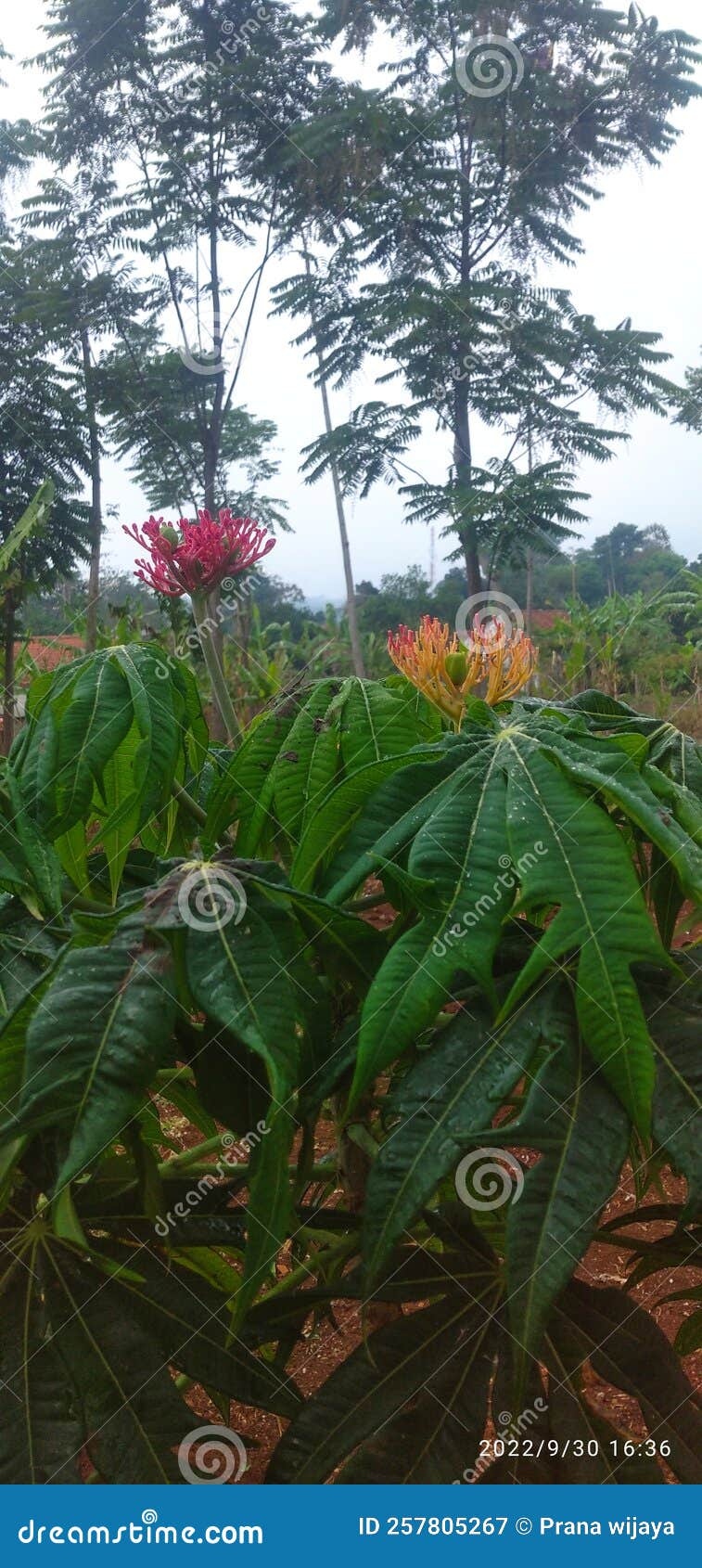 Bosque de flores evergreen imagen de archivo. Imagen de perenne - 257805267