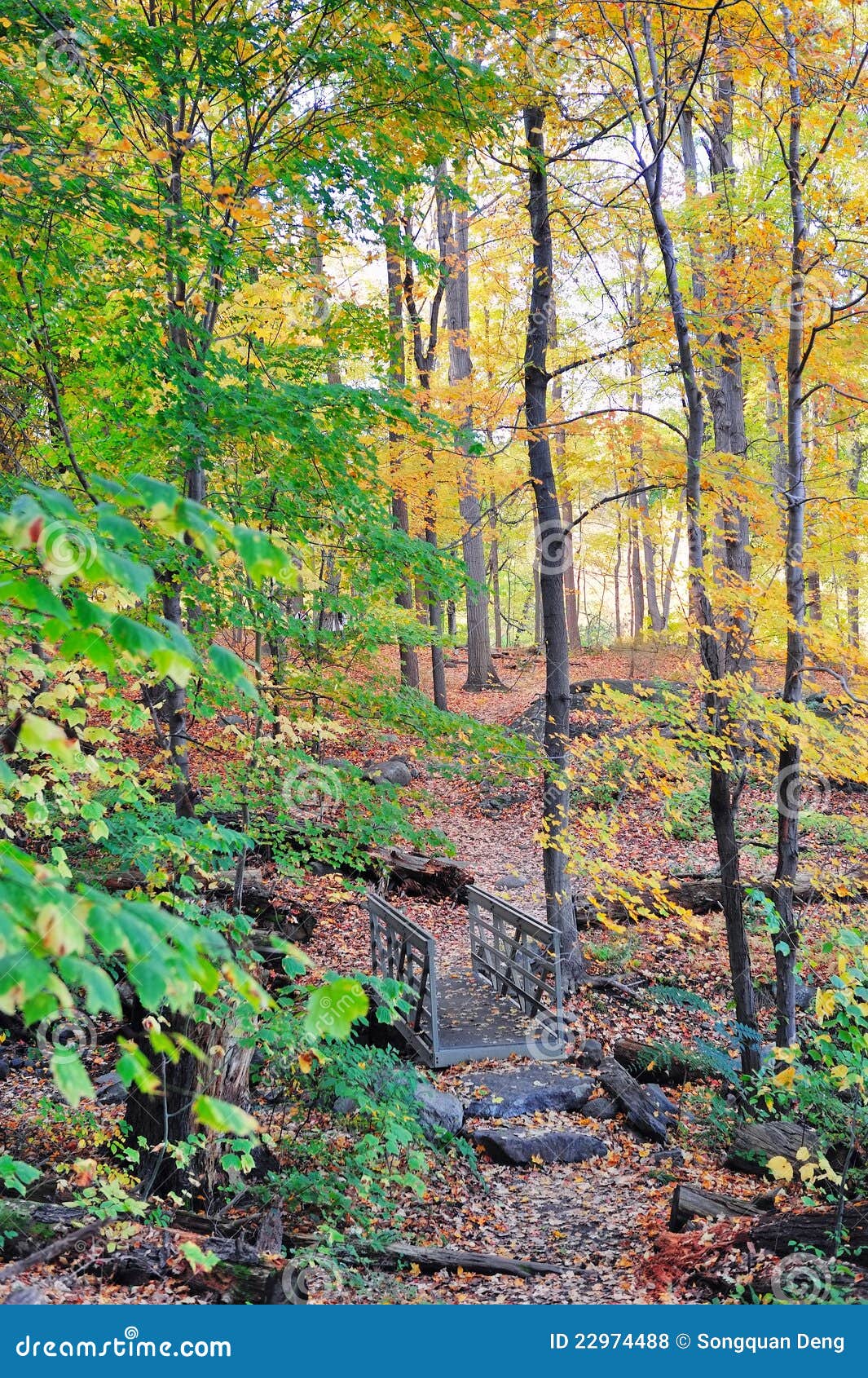 Bosque De La Montaña Del Oso Foto de archivo - Imagen de york, verde ...