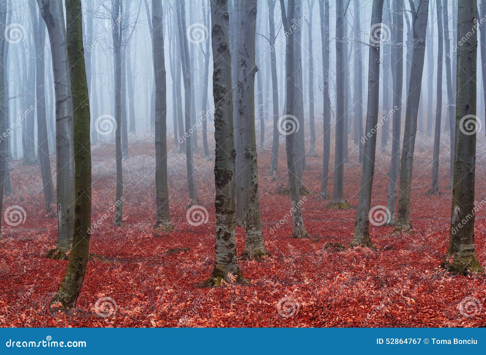 Bosque De La Persona Chapada a La Antigua Imagen de archivo - Imagen de ...