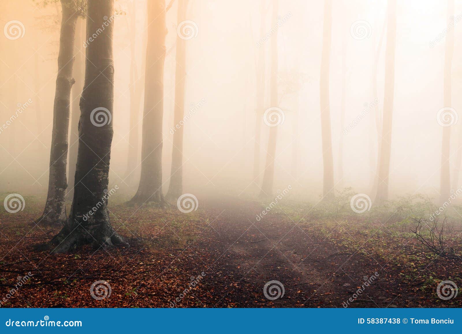 Bosque De La Persona Chapada a La Antigua Foto de archivo - Imagen de ...