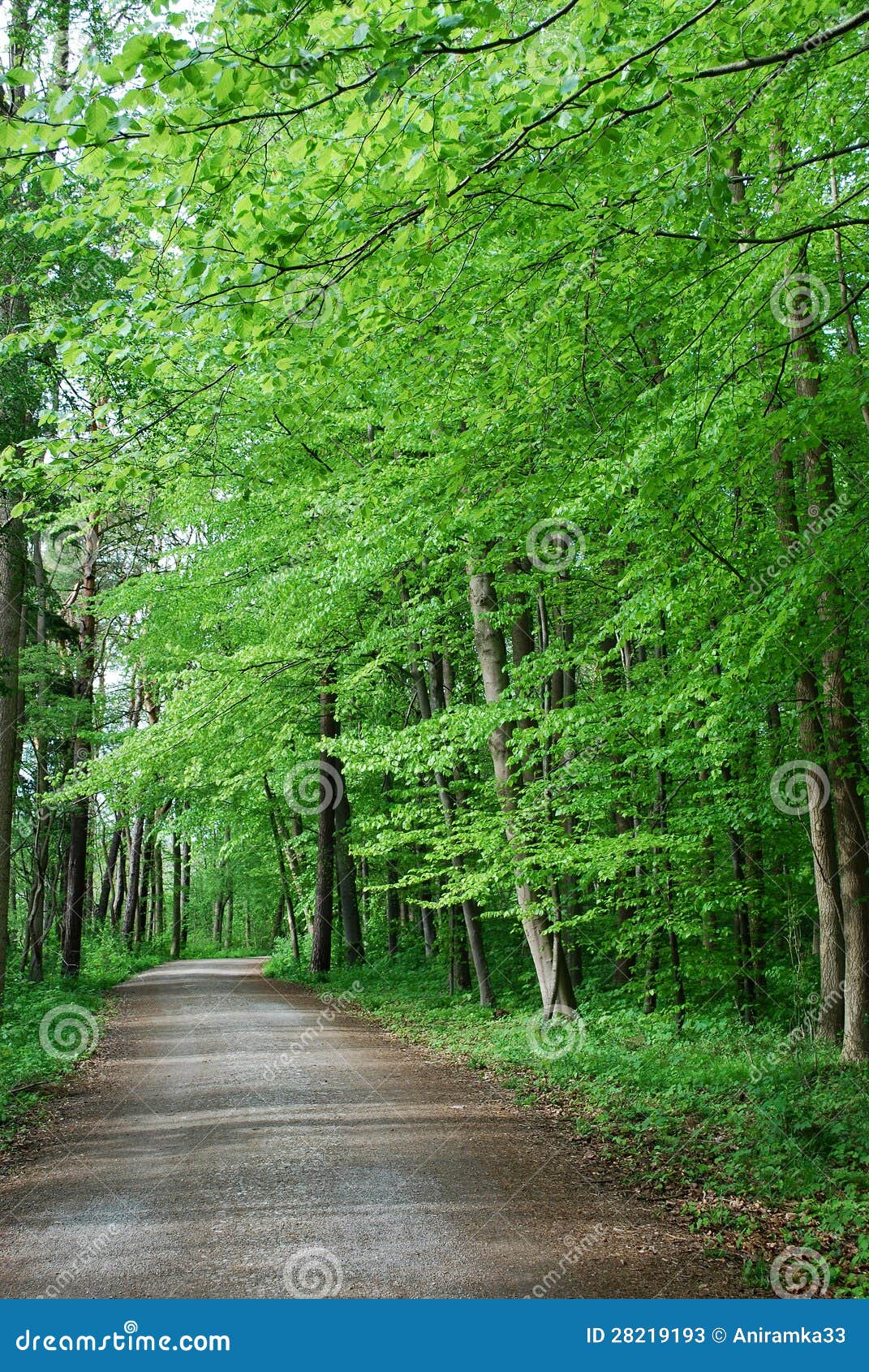 Bosque de la primavera imagen de archivo. Imagen de ramificaciones ...