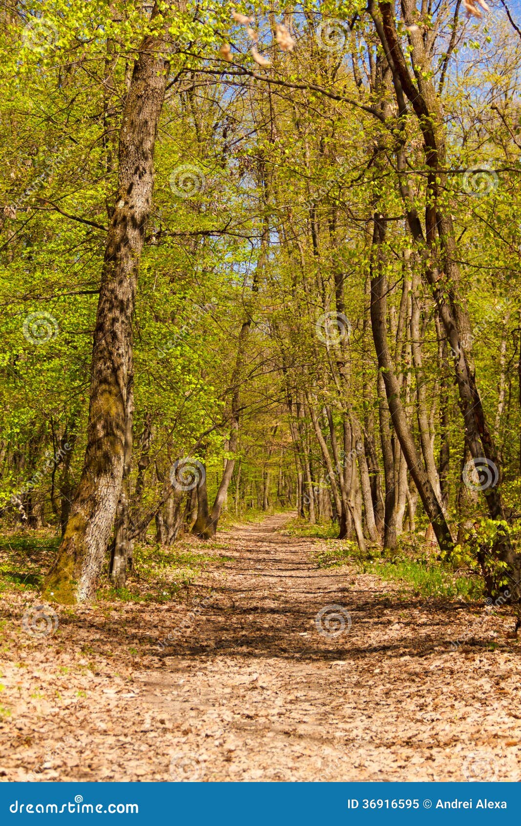 Bosque 4 de la primavera imagen de archivo. Imagen de flora - 36916595
