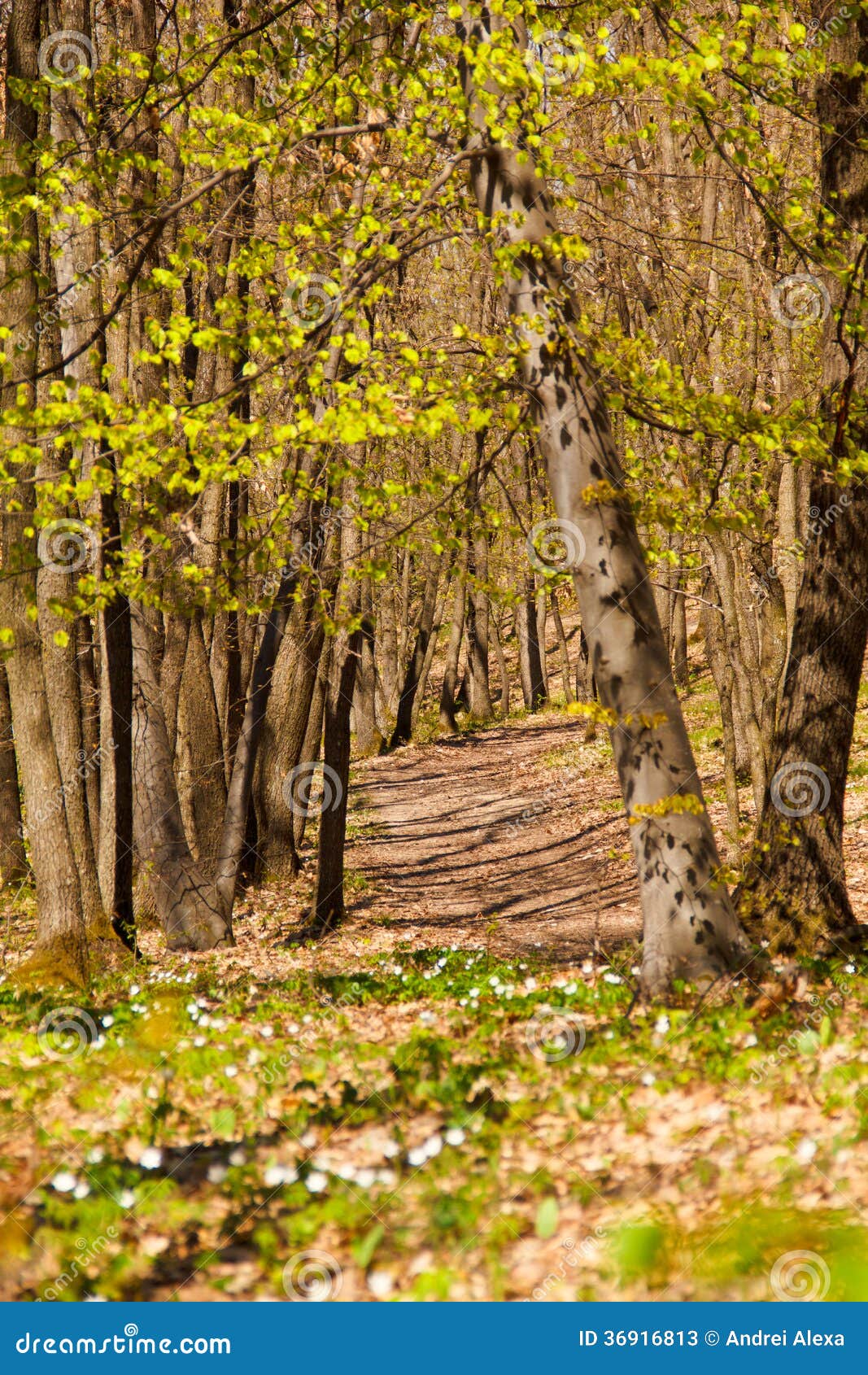 Bosque 5 de la primavera imagen de archivo. Imagen de wildflower - 36916813
