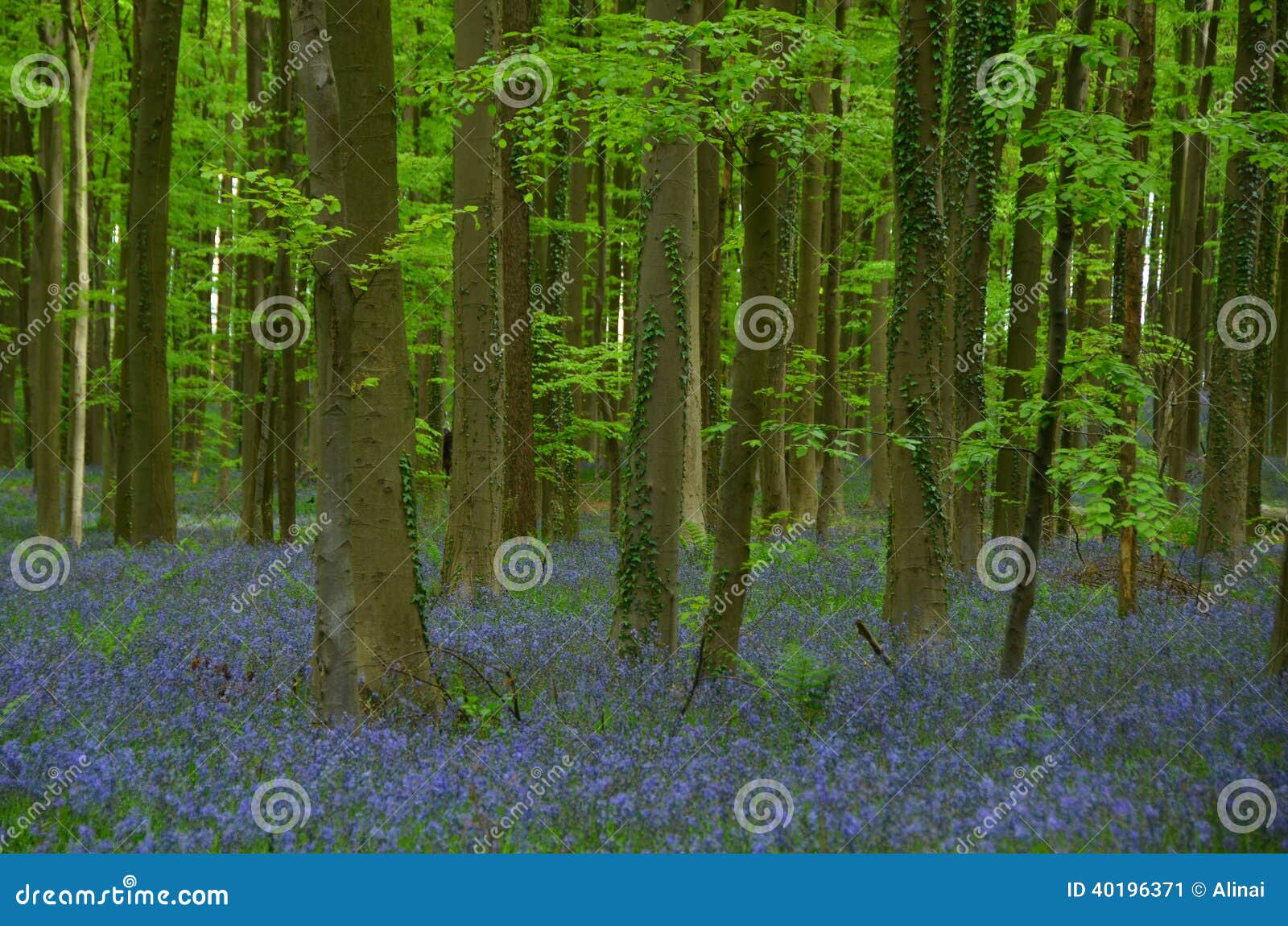 Bosque de la primavera imagen de archivo. Imagen de wildflowers - 40196371