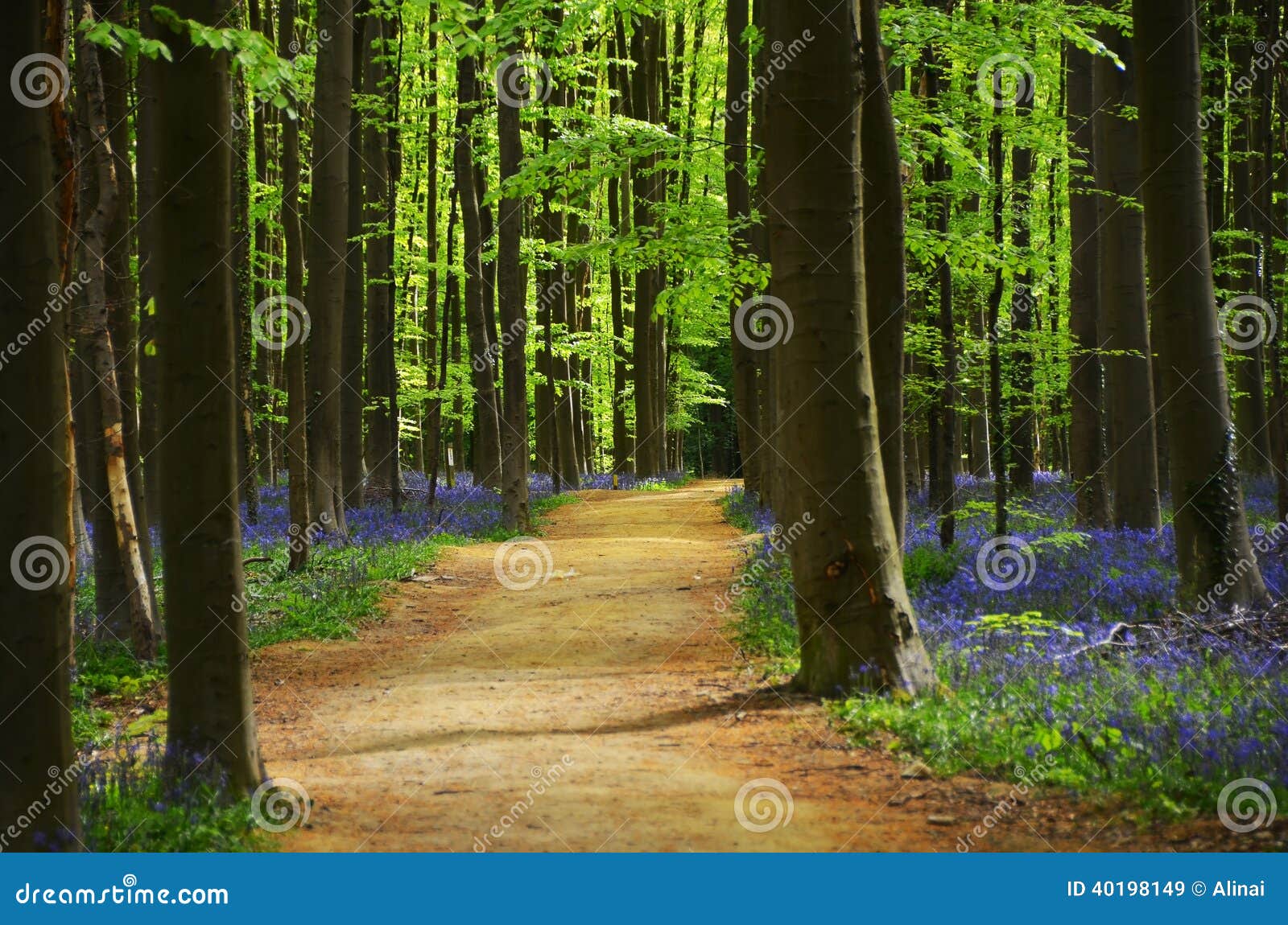 Bosque de la primavera imagen de archivo. Imagen de hiedra - 40198149