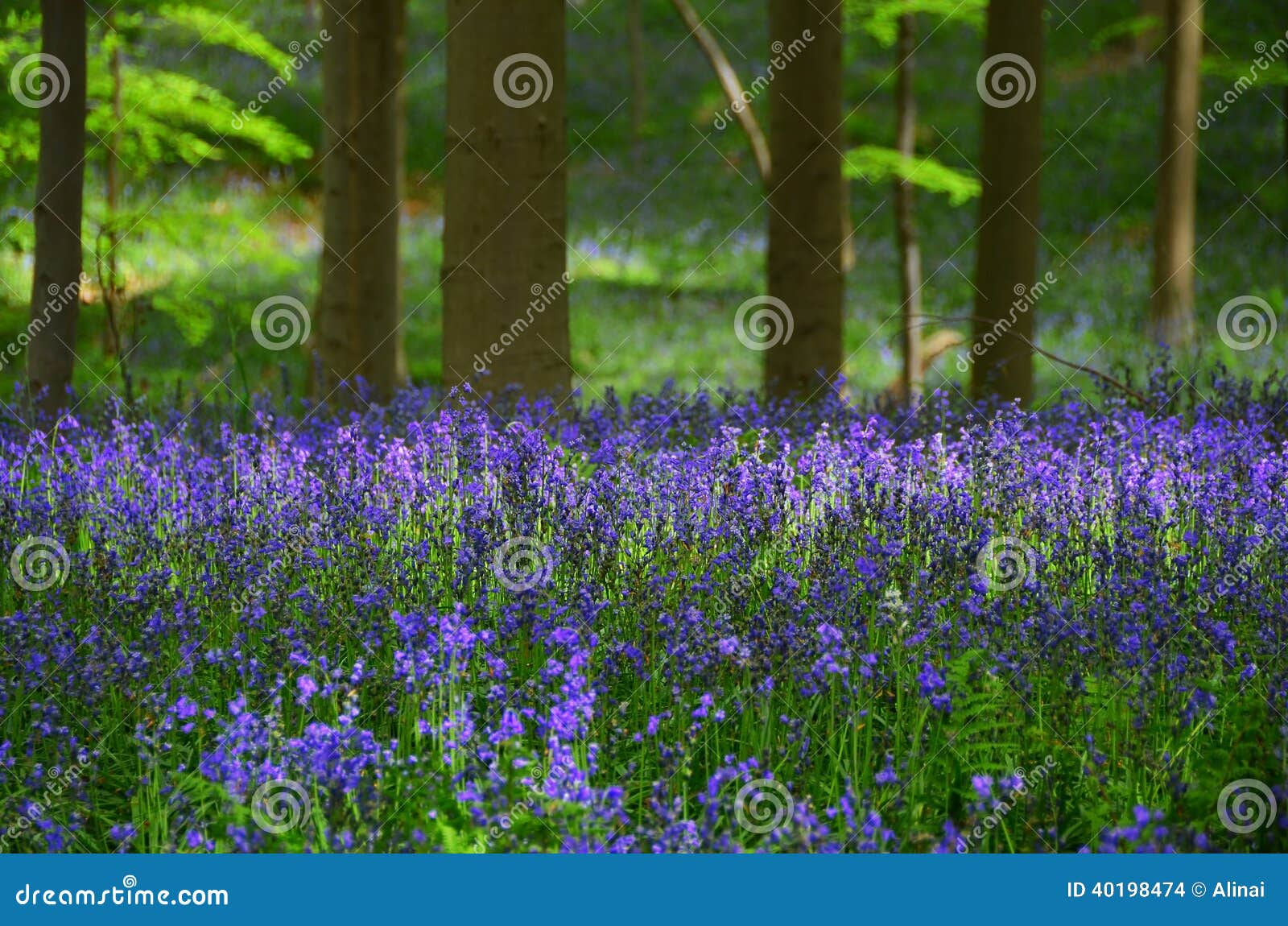 Bosque de la primavera foto de archivo. Imagen de abril - 40198474