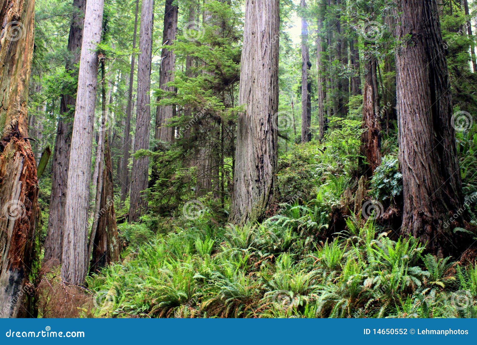 Bosque de la secoya foto de archivo. Imagen de antiguo - 14650552